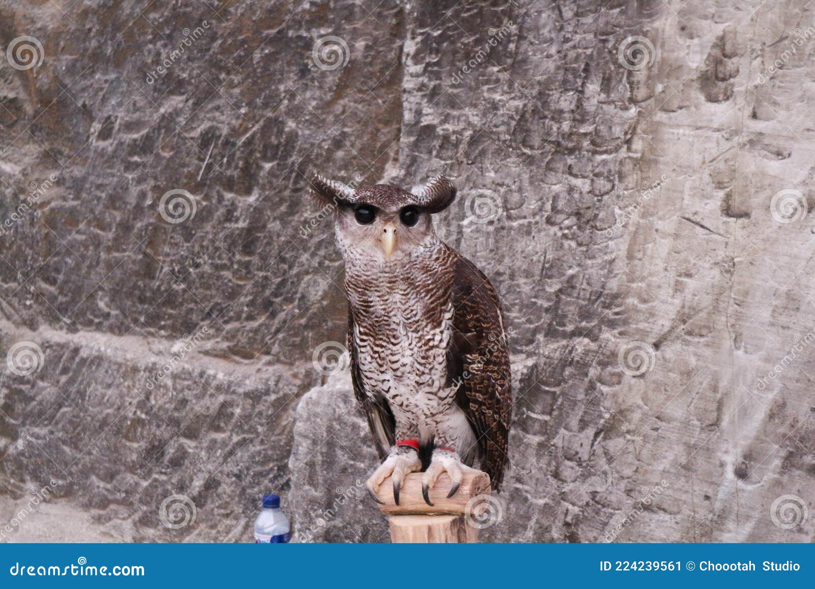 Black and white fur of owl stock image. Image of mammal - 224239561