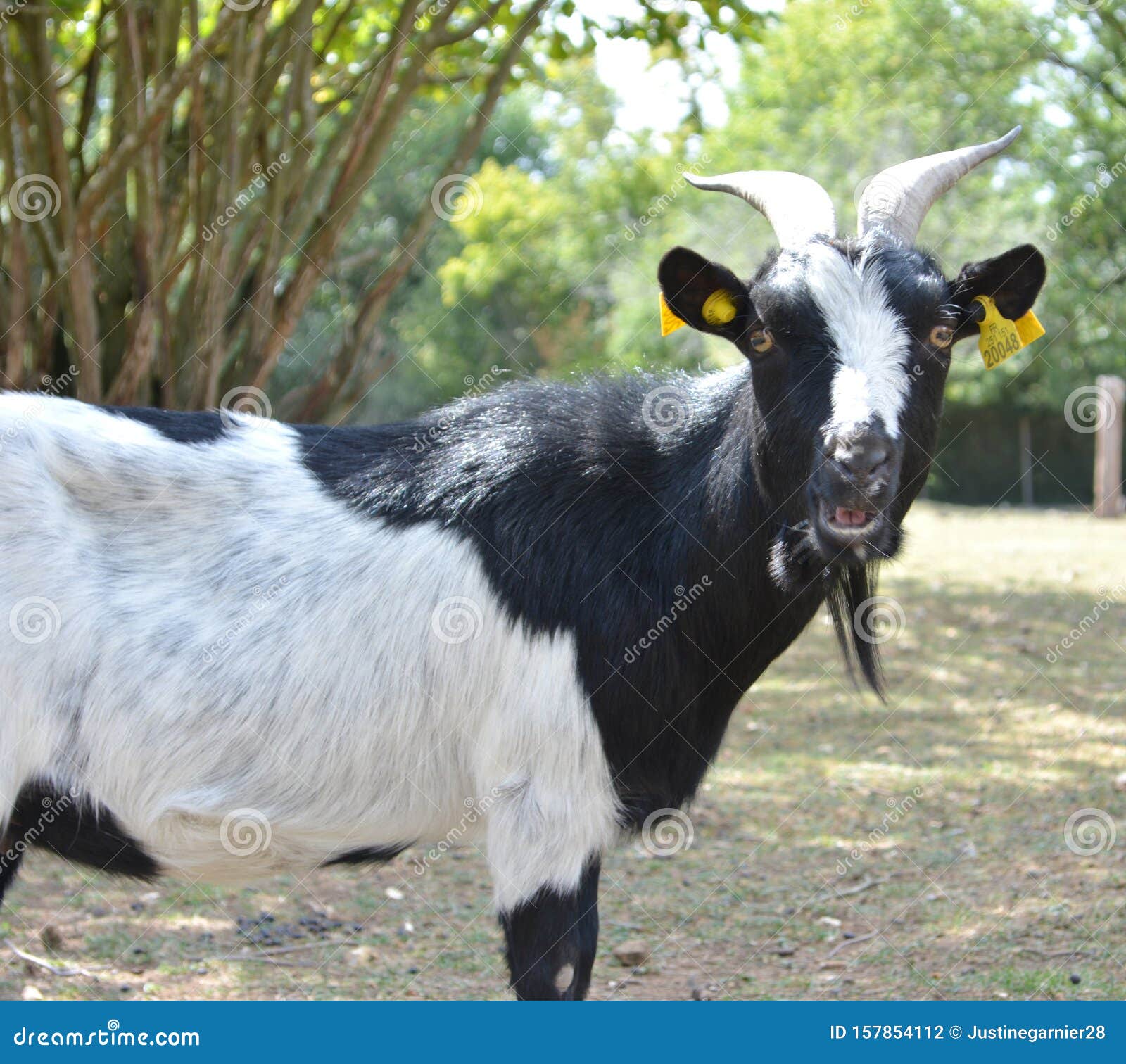 Black and white goat stock photo. Image of wildlife - 157854112