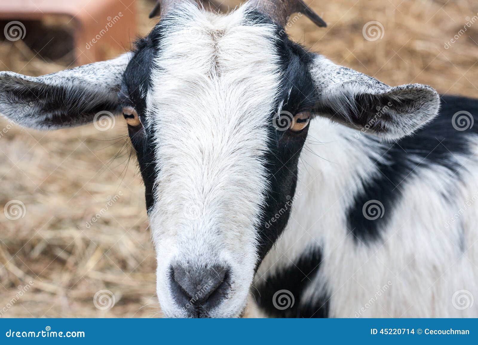 Black and White Goat Facing Camera - Close Up Stock Photo - Image of ...