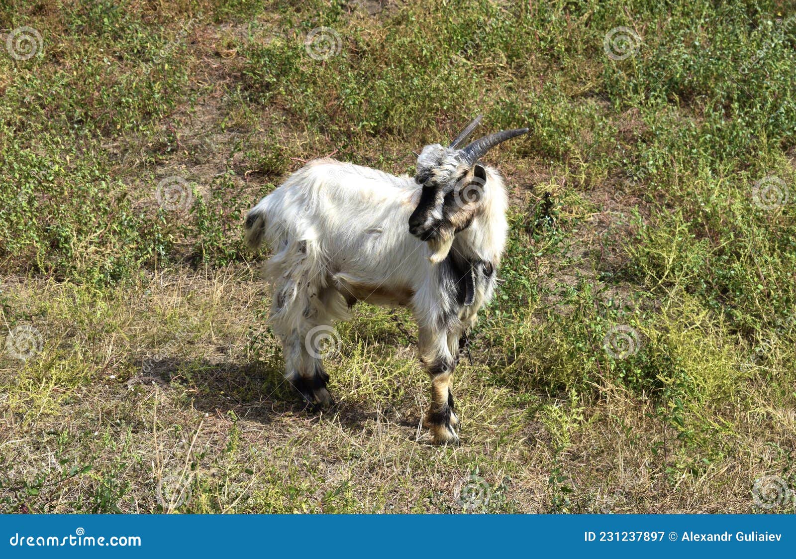 Black and White Goat with a Goatee Stock Image - Image of meadow, farm ...
