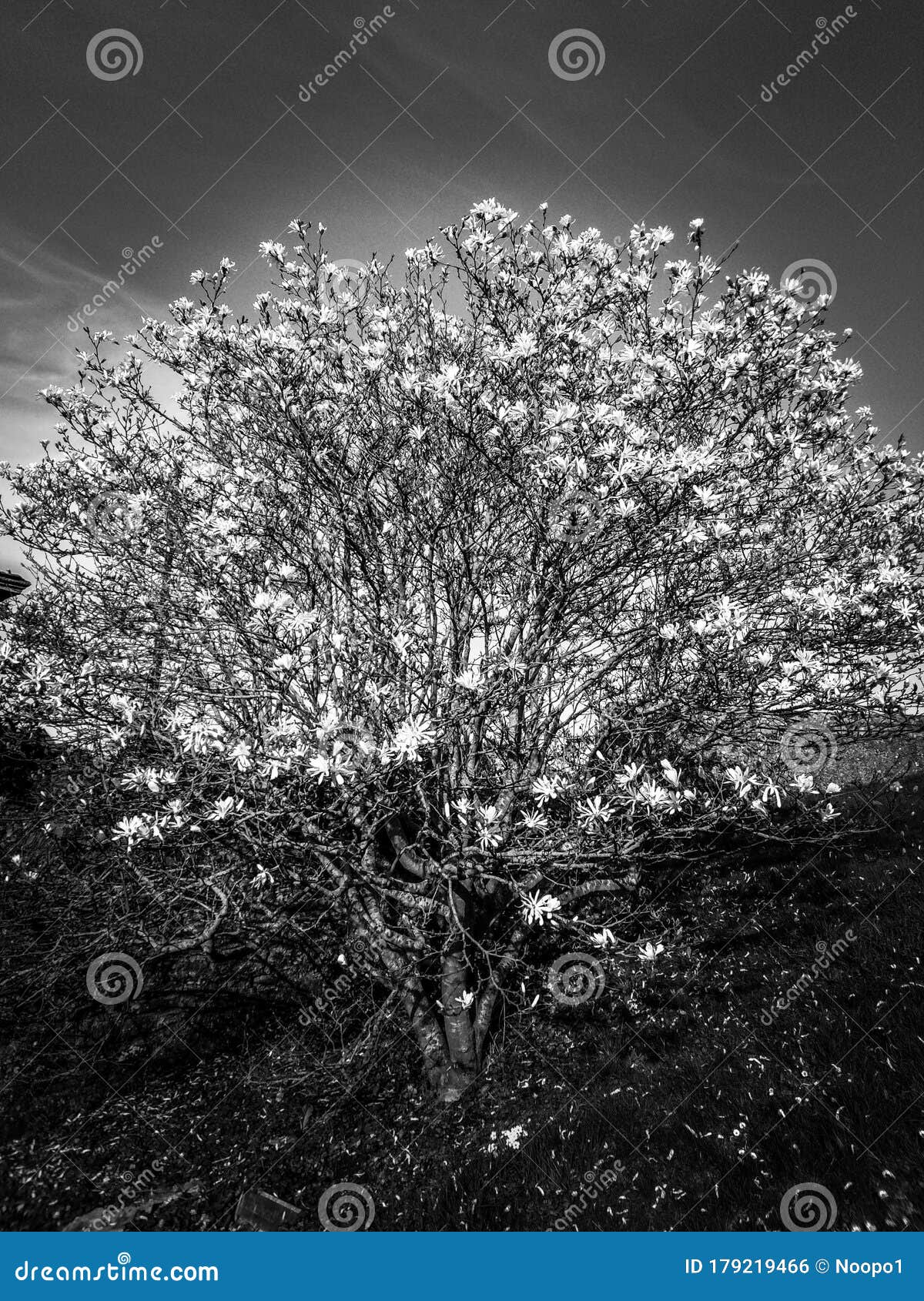 Black and White Gods Tree Burning Bush Stock Photo - Image of white ...