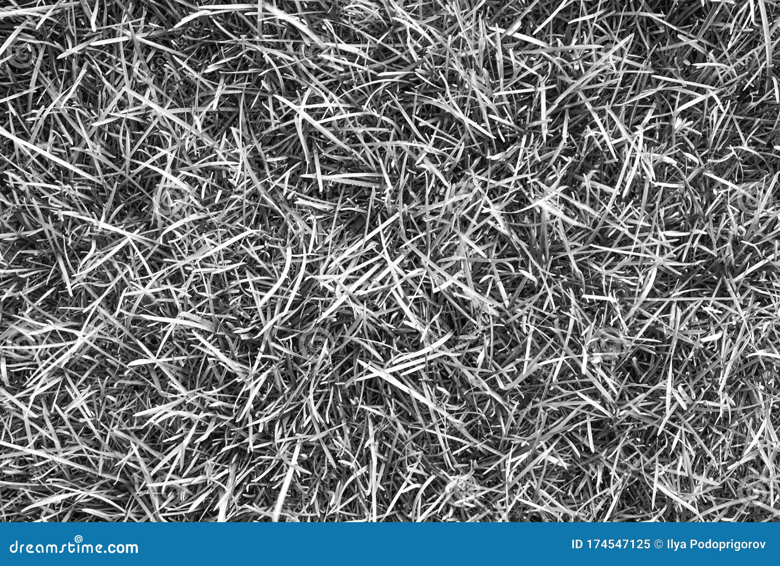 Black and White Grass Background Texture Stock Image - Image of fresh ...
