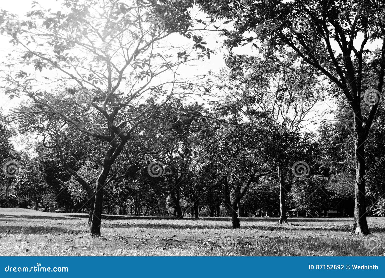 Black and White Grass Field in Big City Park Stock Photo - Image of ...