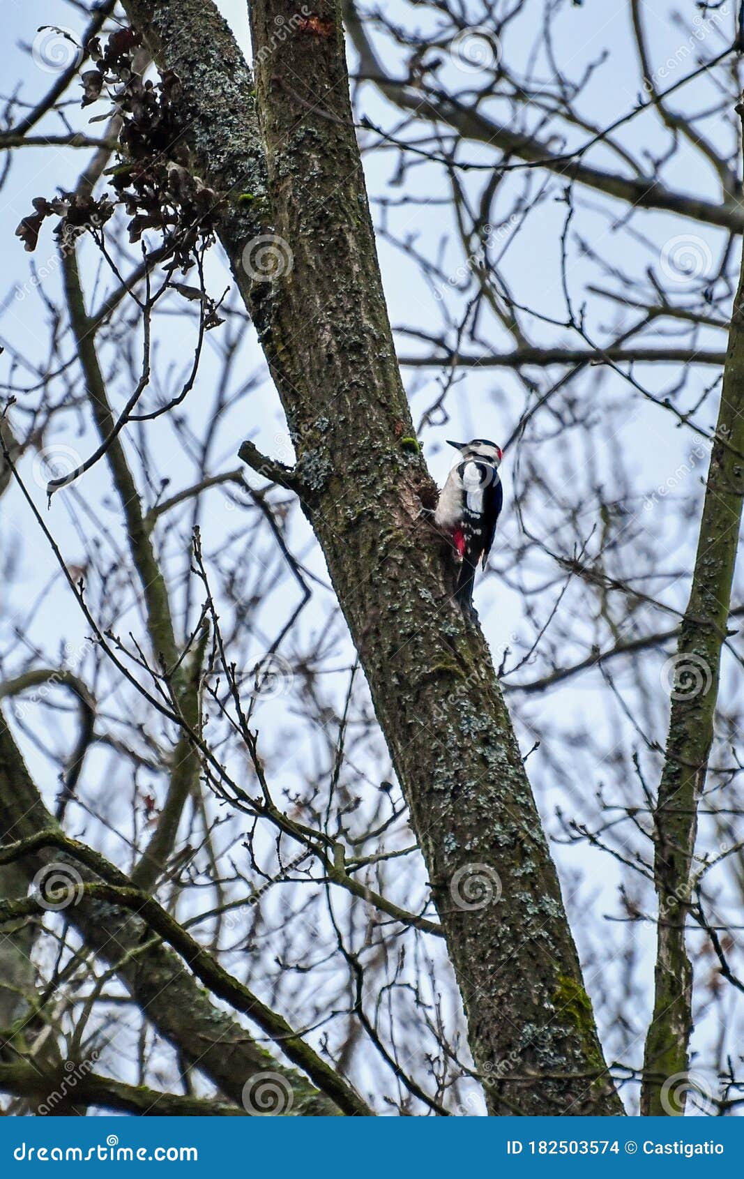 Black and White Great Woodpecker with a Hard Beak Pokes a Hole in the ...