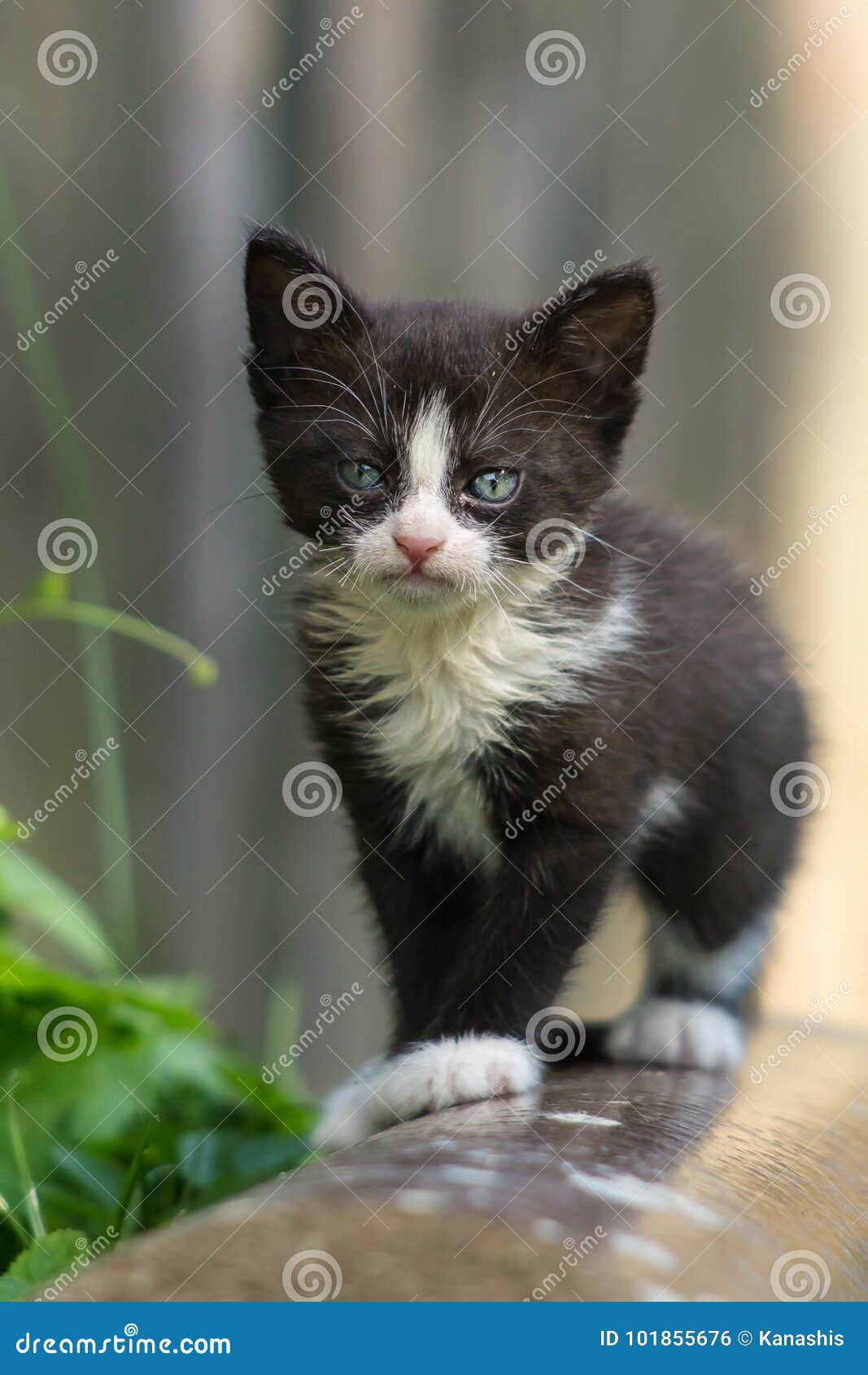 Black and White Grumpy Sad Kitty Stock Photo - Image of curious, angry ...