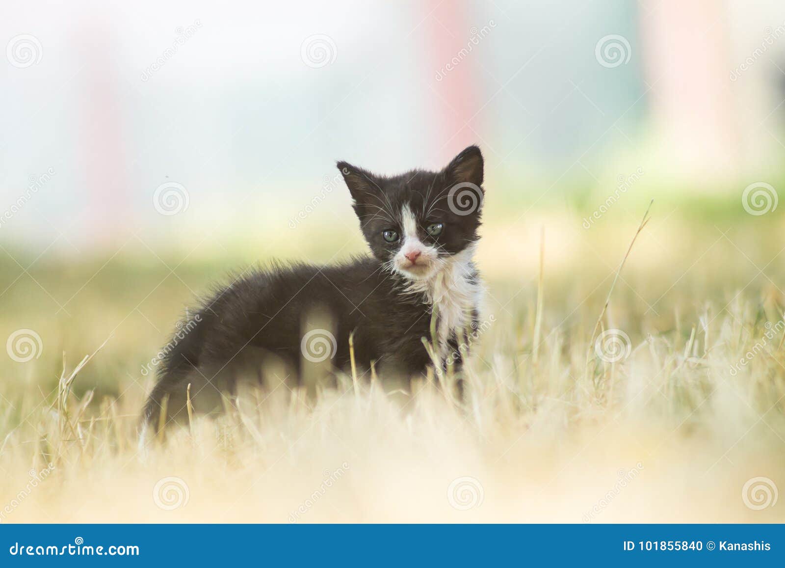 Black and White Grumpy Sad Kitty Stock Photo - Image of sweet, cute ...
