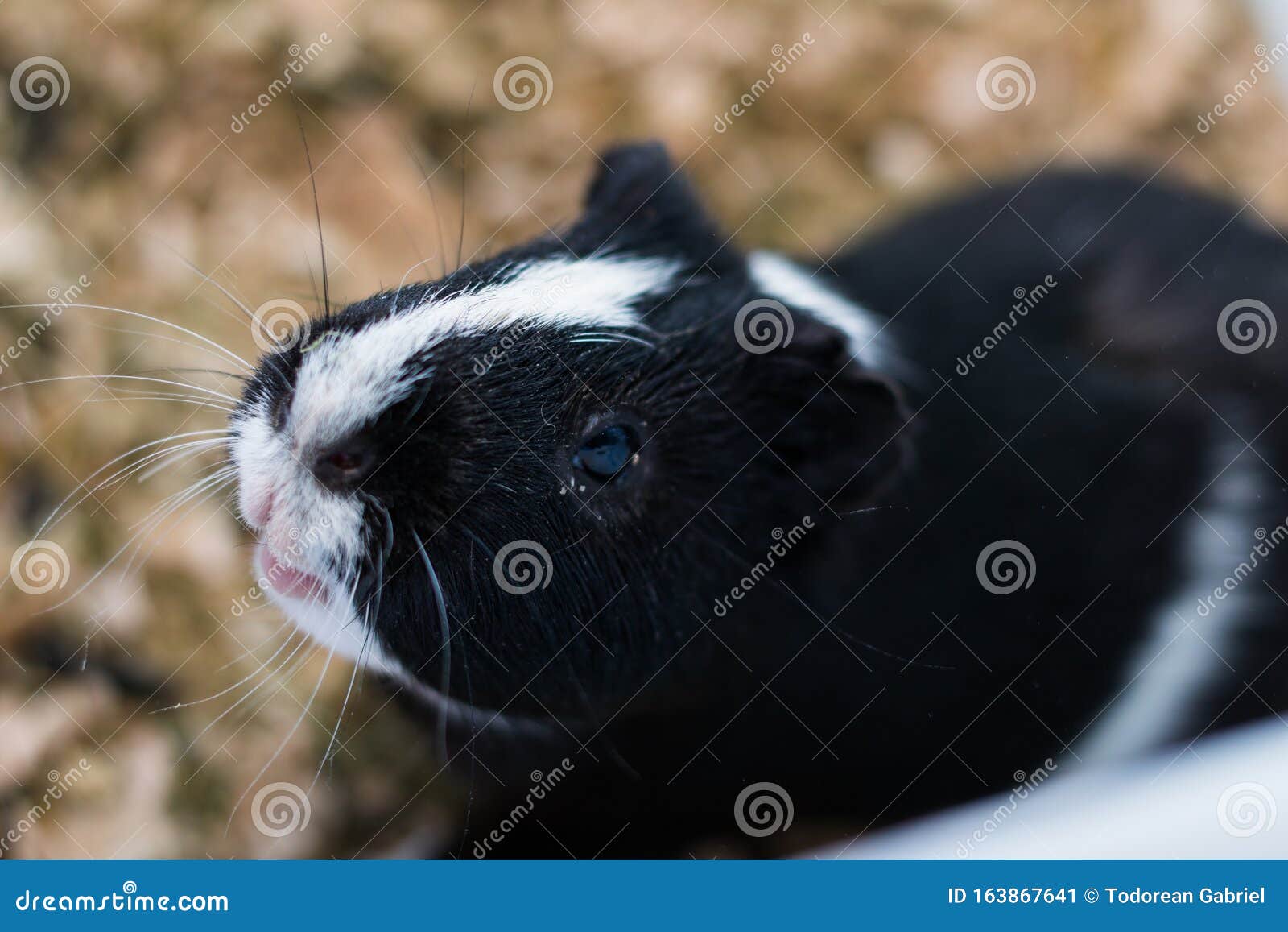Black and White Guinea Pig with Conjunctivitis Stock Image - Image of ...