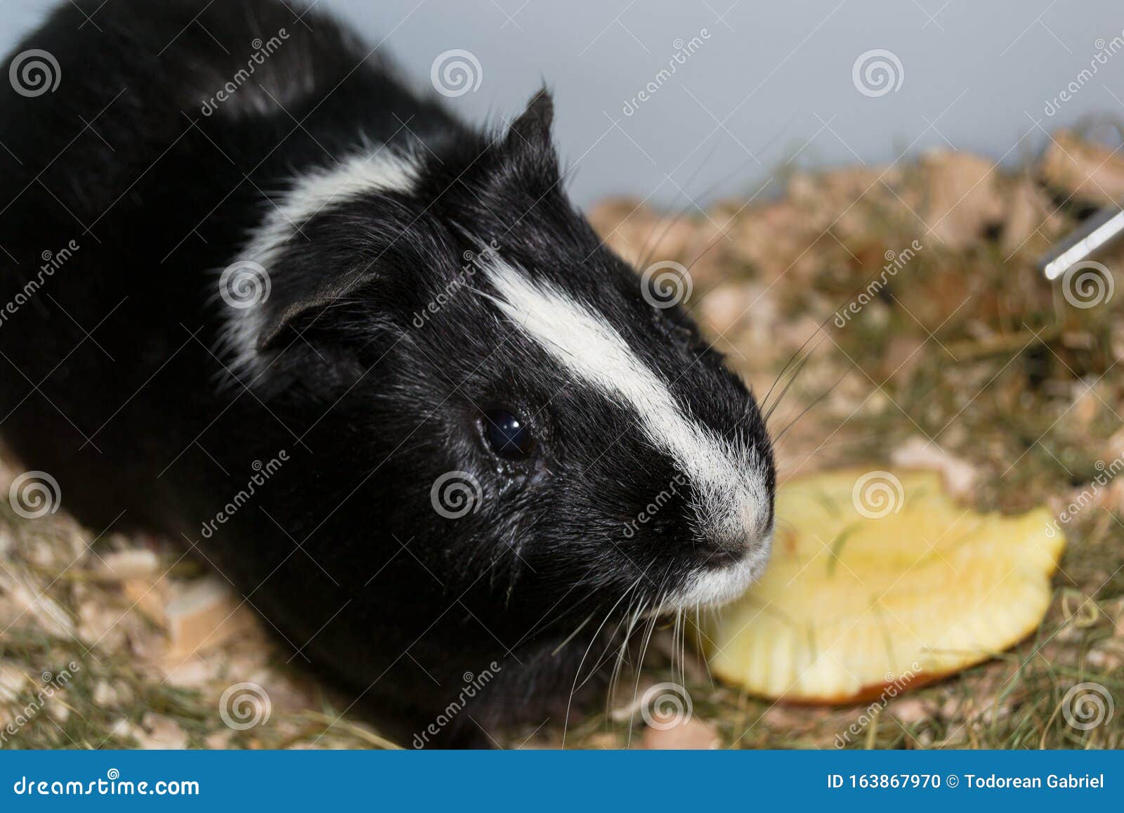 Black and White Guinea Pig with Conjunctivitis Stock Photo - Image of ...