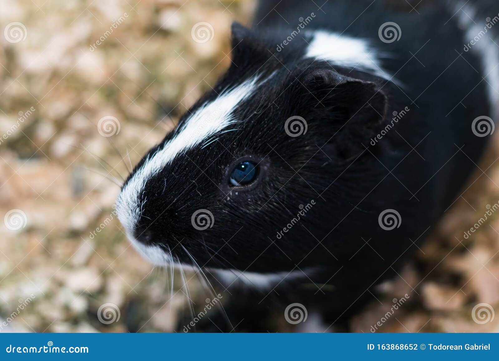 Black and White Guinea Pig with Conjunctivitis Stock Photo - Image of ...