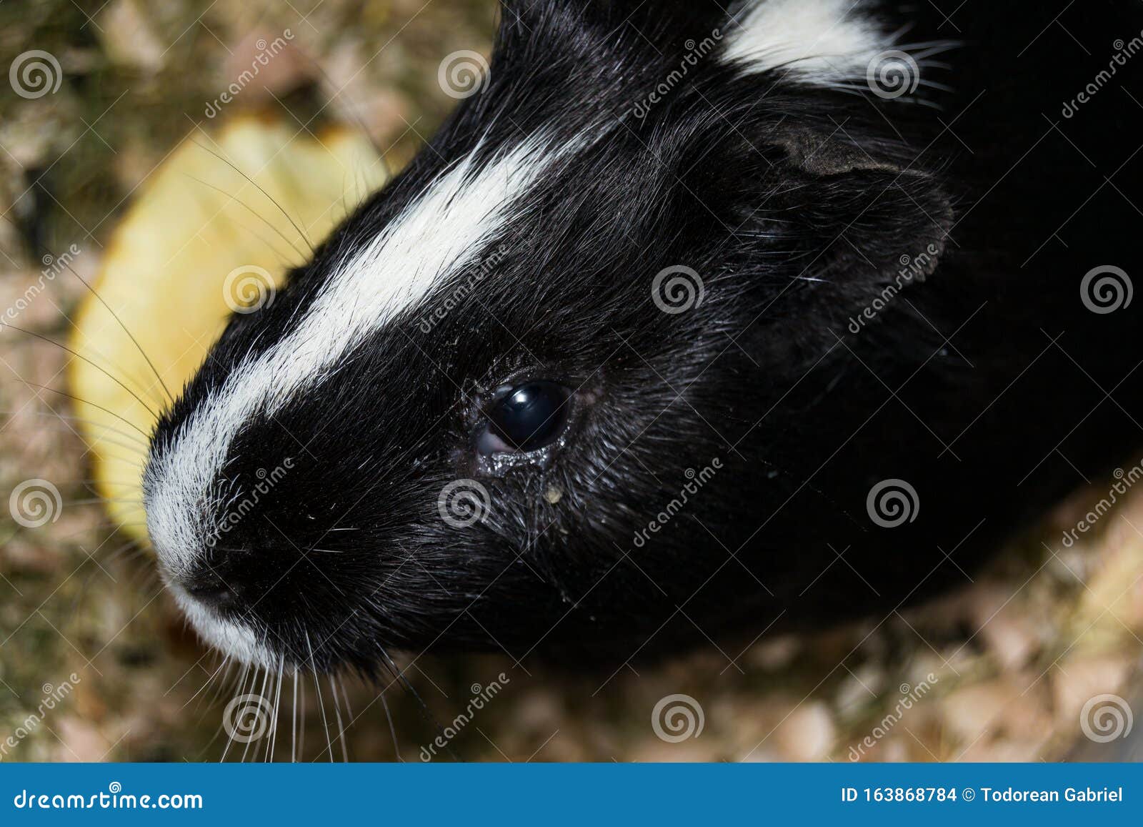 Black and White Guinea Pig with Conjunctivitis Stock Photo - Image of ...