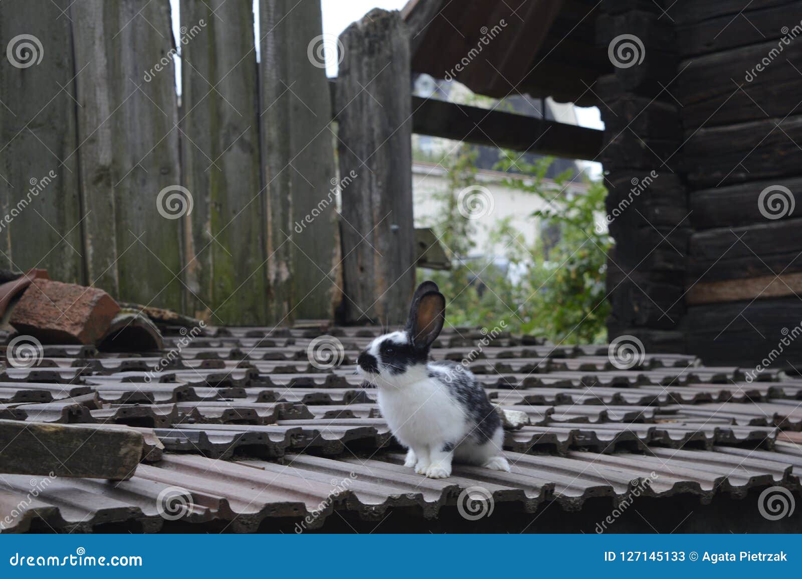 Rabbit on the old roof stock image. Image of wild, chewing - 127145133