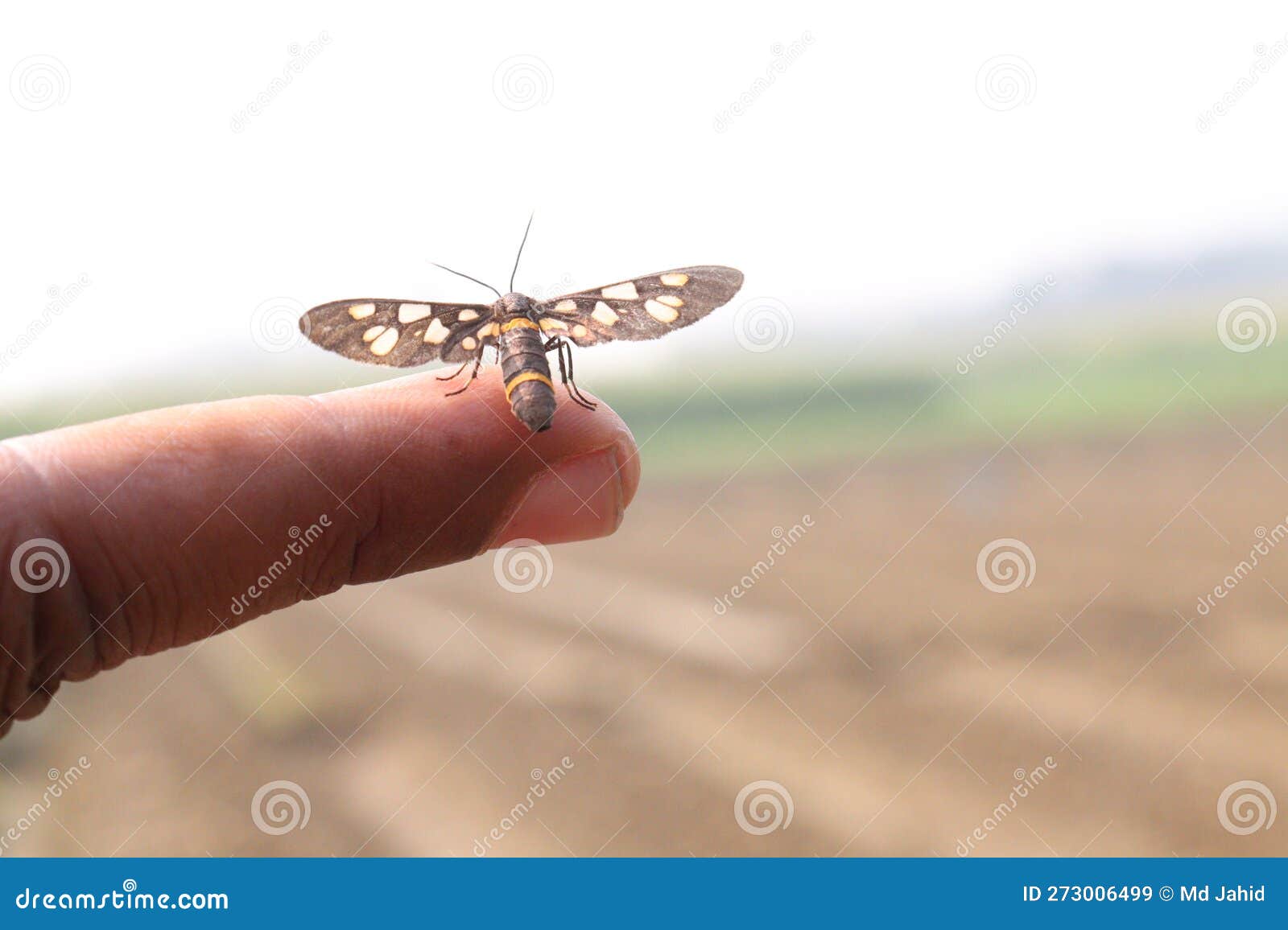 Black and White Handmaiden Moth on Finger Stock Image - Image of grass ...