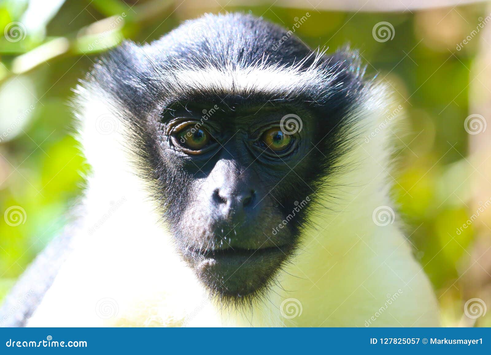Black and White Head of an Endangered Roloway Monkey in Frontal View in ...