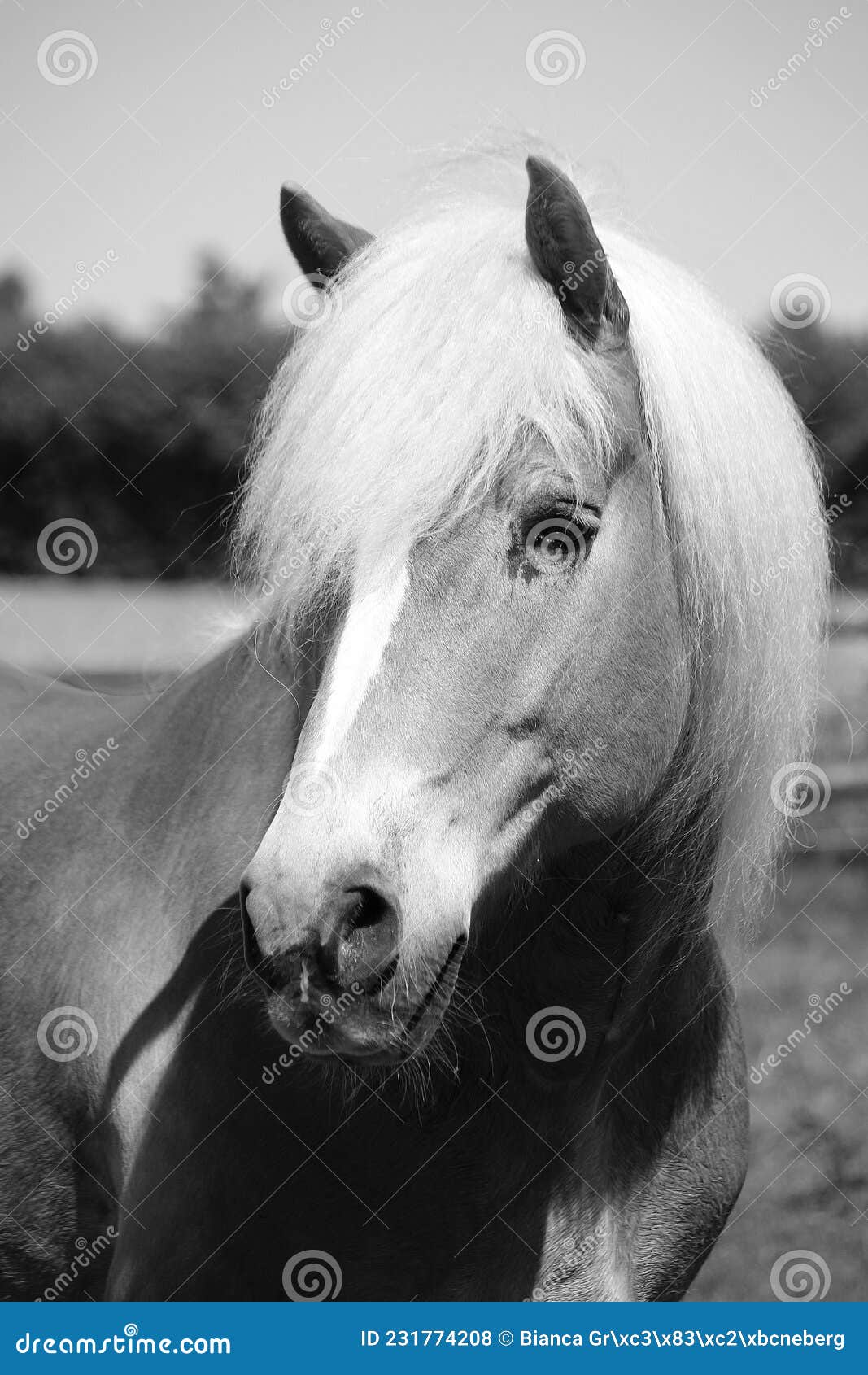A Black and White Head Portrait from a Beautiful Haflinger Horse on the ...