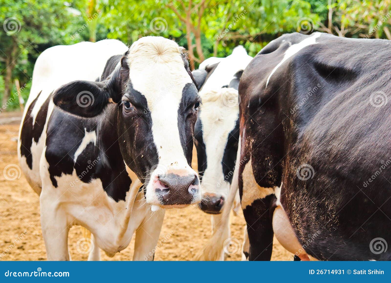 Black and White Holstein Milk Cow Stock Image - Image of color, white ...