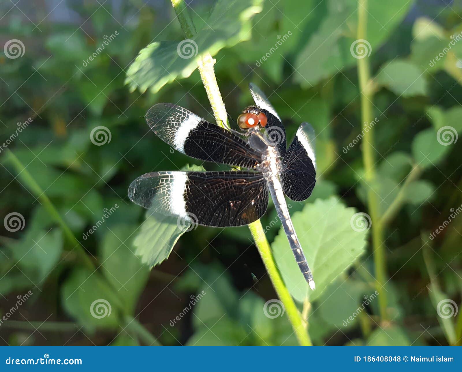 Black and White Hopper with Green Nature Stock Photo - Image of hopper ...