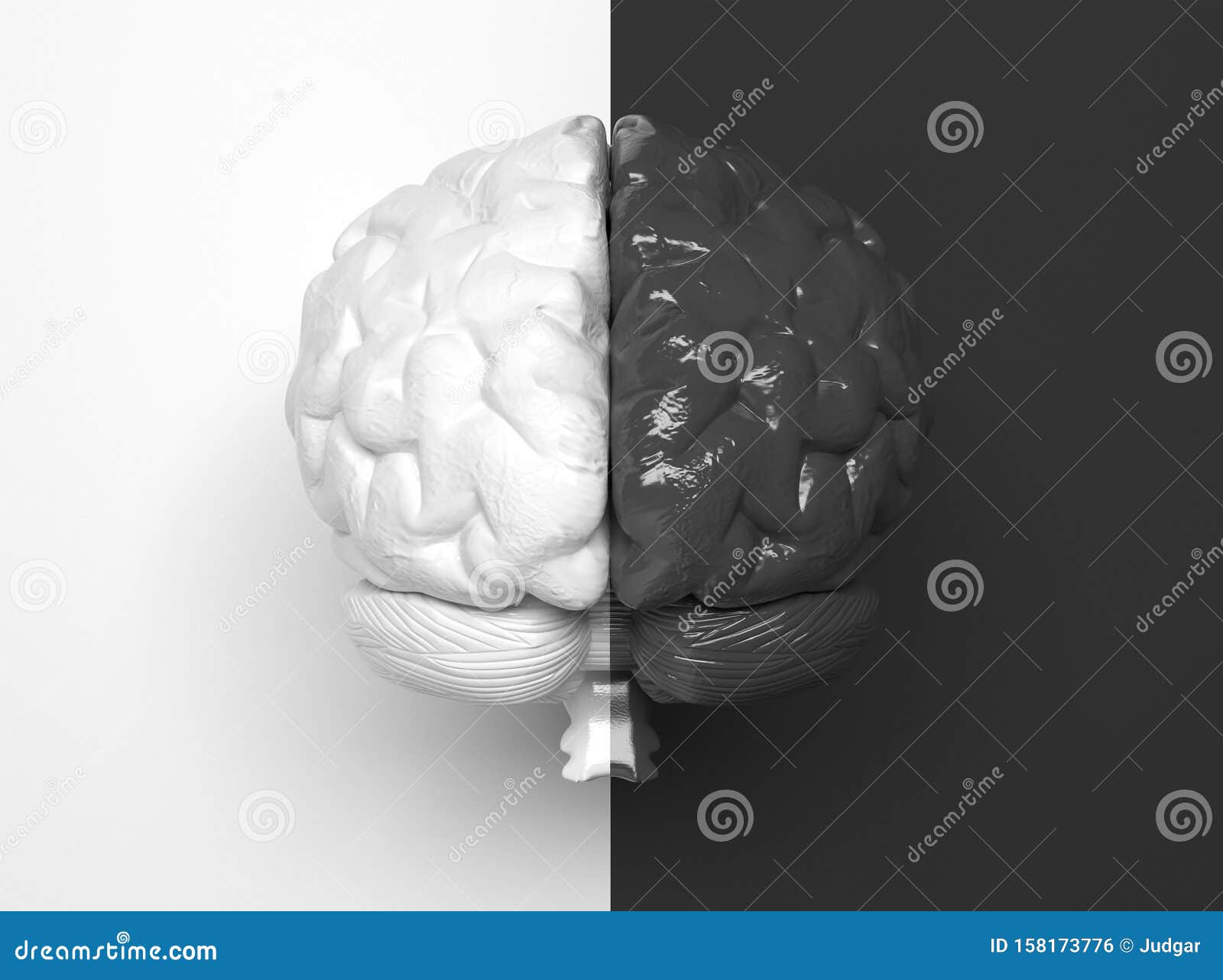Black and White Human Brain Divided in Half into Two Parts in the ...