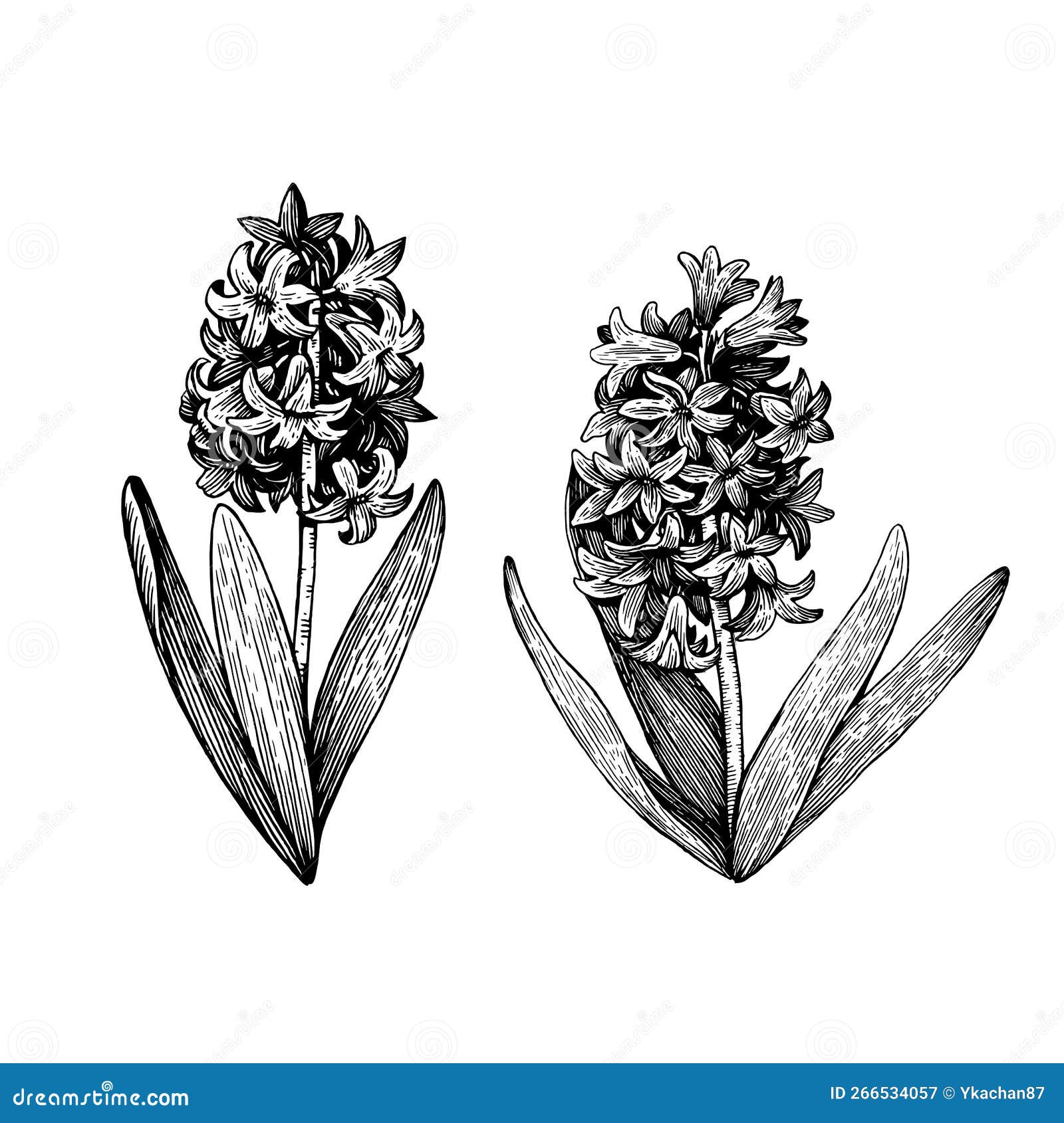 Black and White Hyacinth Drawing. Illustration in Ink Technique. Vector ...
