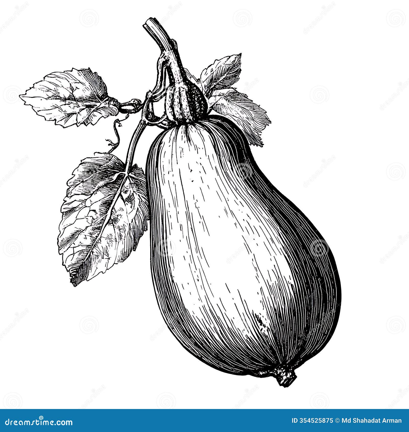 Black and White Illustration of a Butternut Squash with Leaves Ink ...