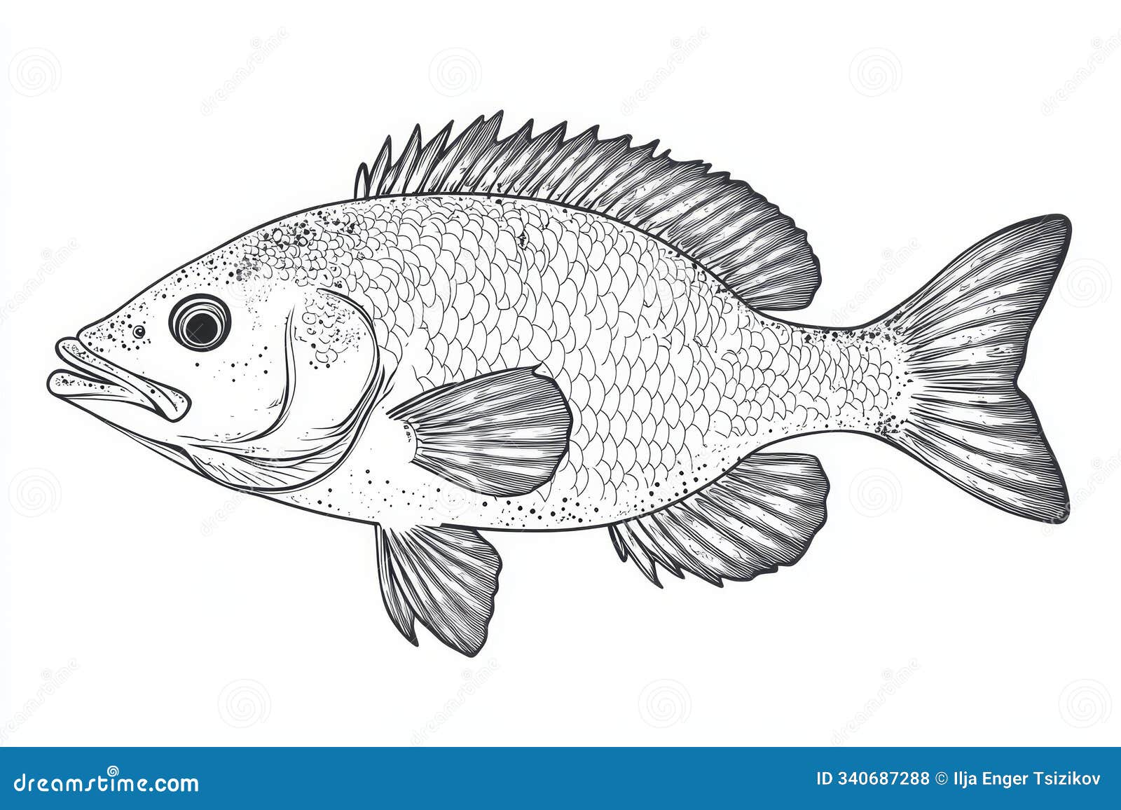 Black and White Illustration of a Freshwater Fish on White Background ...
