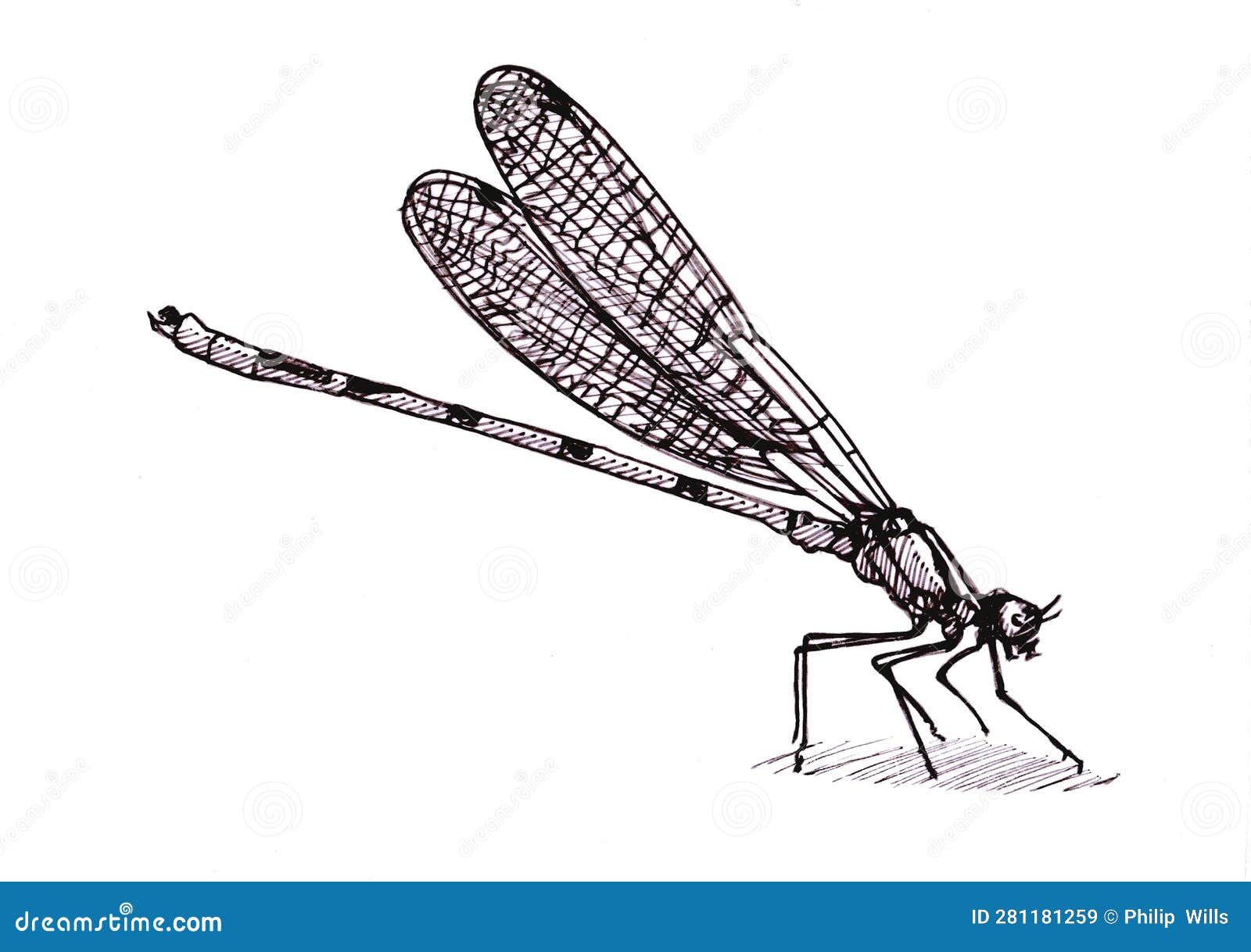 Black And White Illustration Of A Mayfly. | CartoonDealer.com #281181259