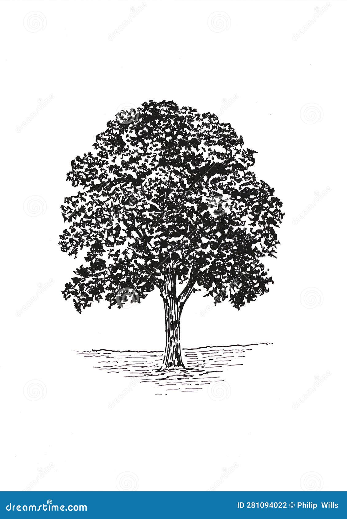 Black and White Illustration of an Oak Tree. Stock Illustration ...
