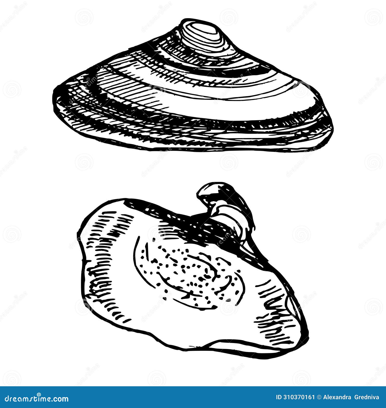 Black and White Illustration of a Shell in Hand-drawn Ink. Seashells ...