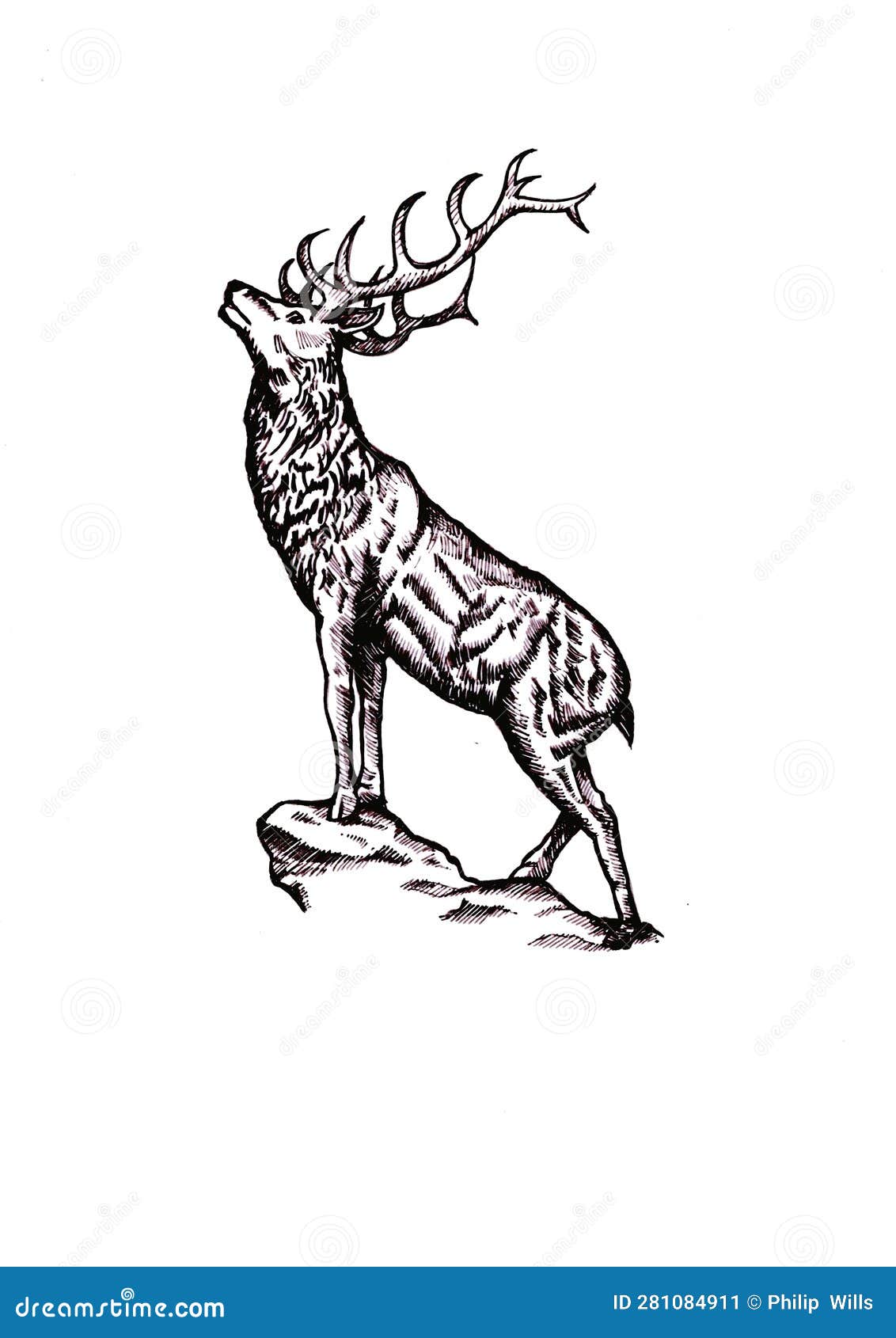 Black and White Illustration of a Stag. Stock Illustration ...