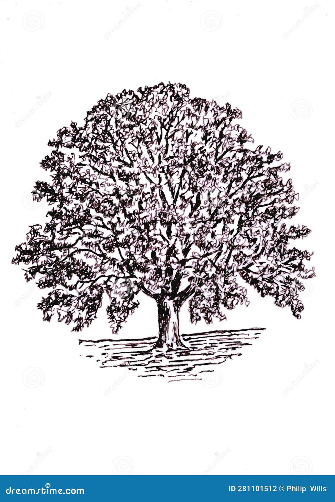Black and White Illustration of a Walnut Tree. Stock Illustration ...