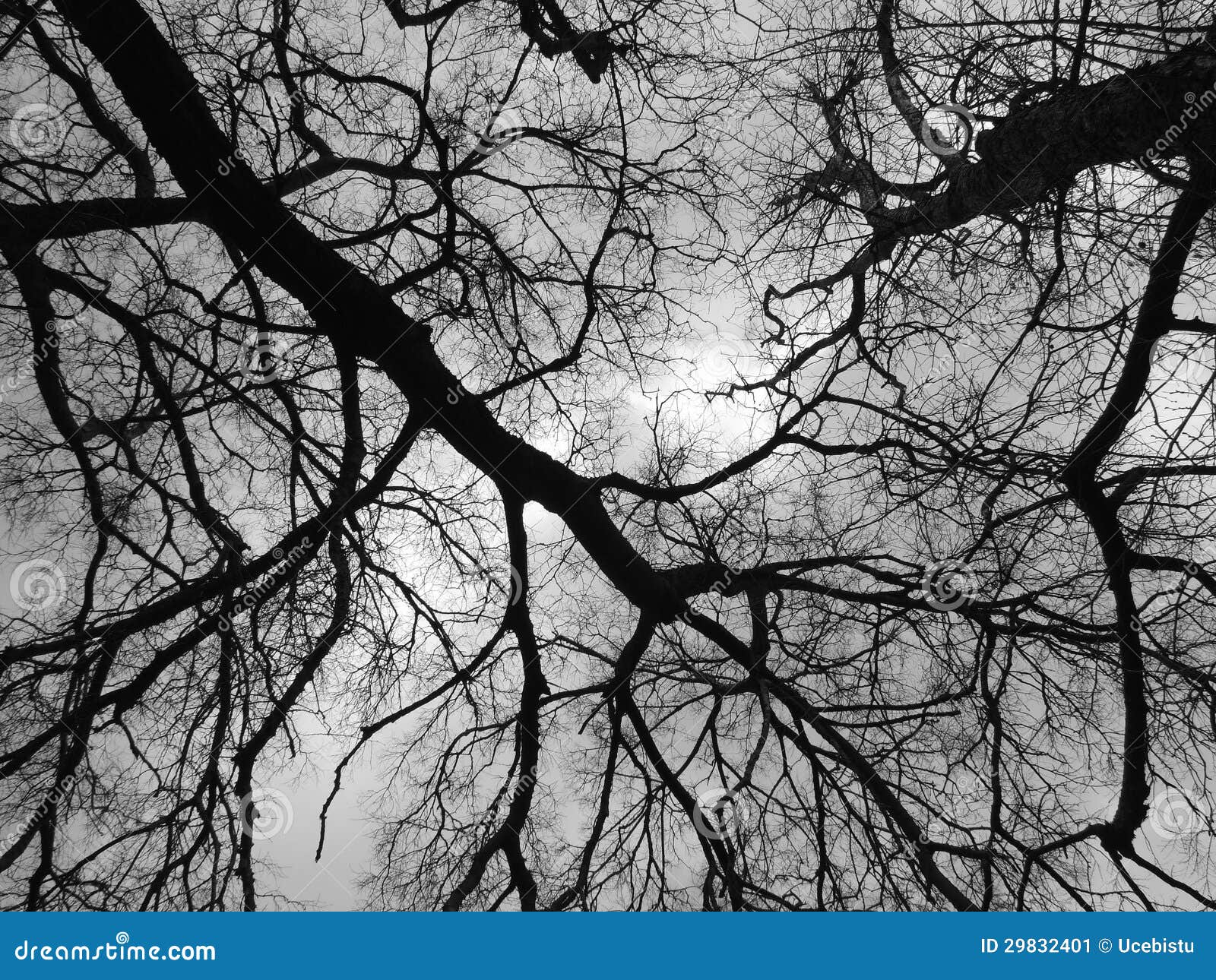 Abstract tree stock image. Image of forest, outdoors - 29832401