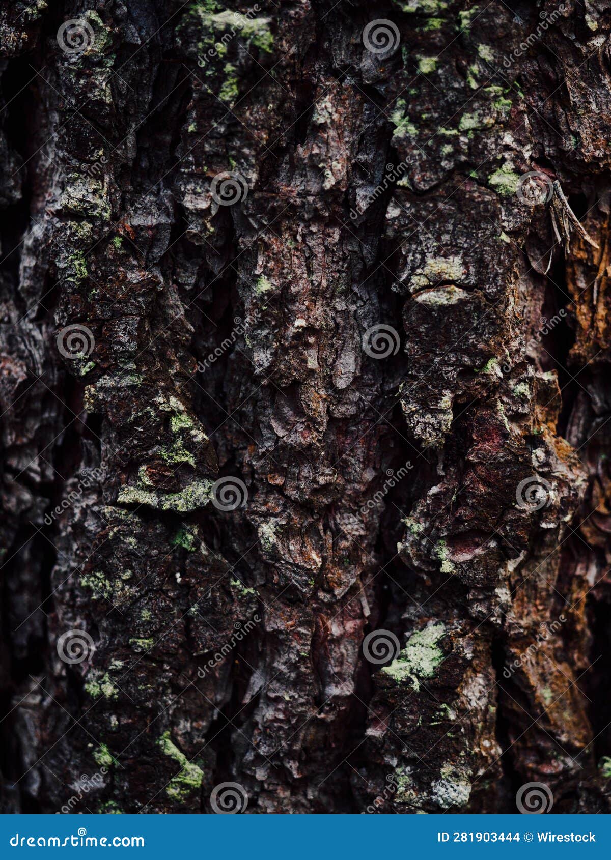 An Old Tree Trunk Covered in Mossy Growth at Night Stock Photo - Image ...