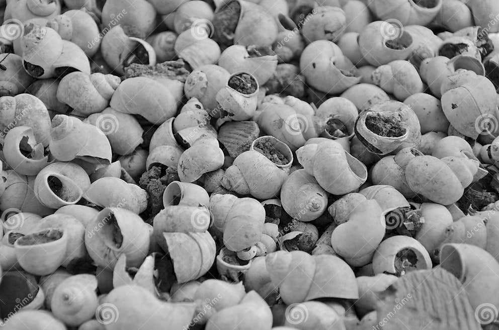Black and White Image of Ancient Shellfish and Soil from Underground ...