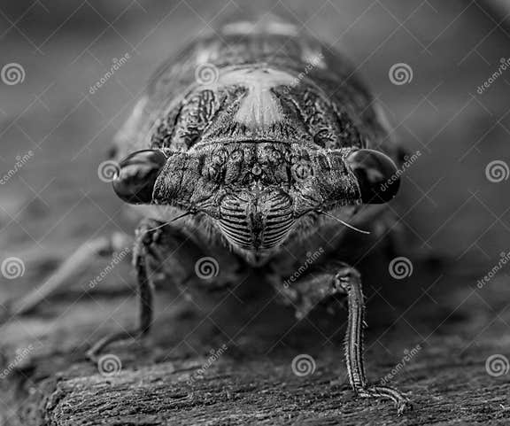 Close up of cicada stock photo. Image of closeup, close - 285660230