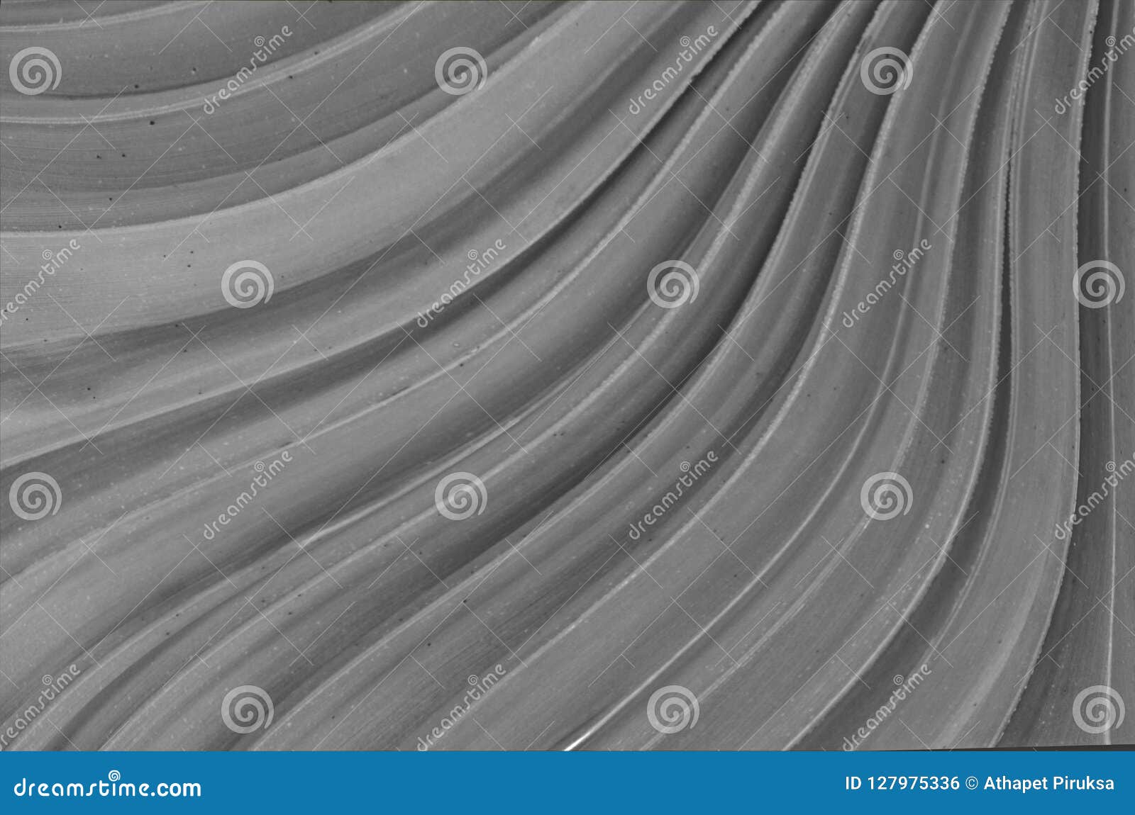 Black and White Image of Delicate Line Pattern of Palm Leaf Stock Photo ...