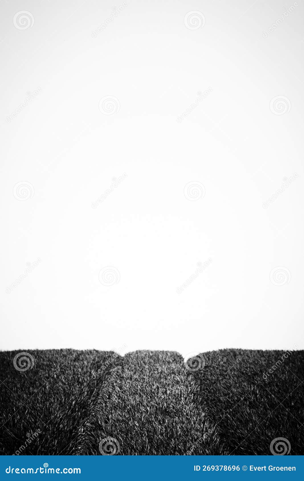 Black and White Image of a Field in Belgium Stock Photo - Image of ...