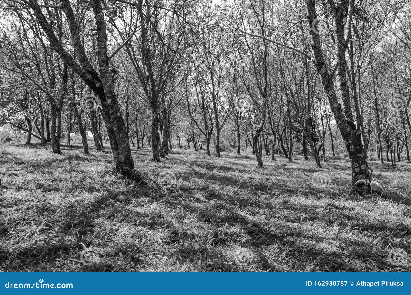 Grass Field with Trees on the Hill Stock Image - Image of afternoon ...