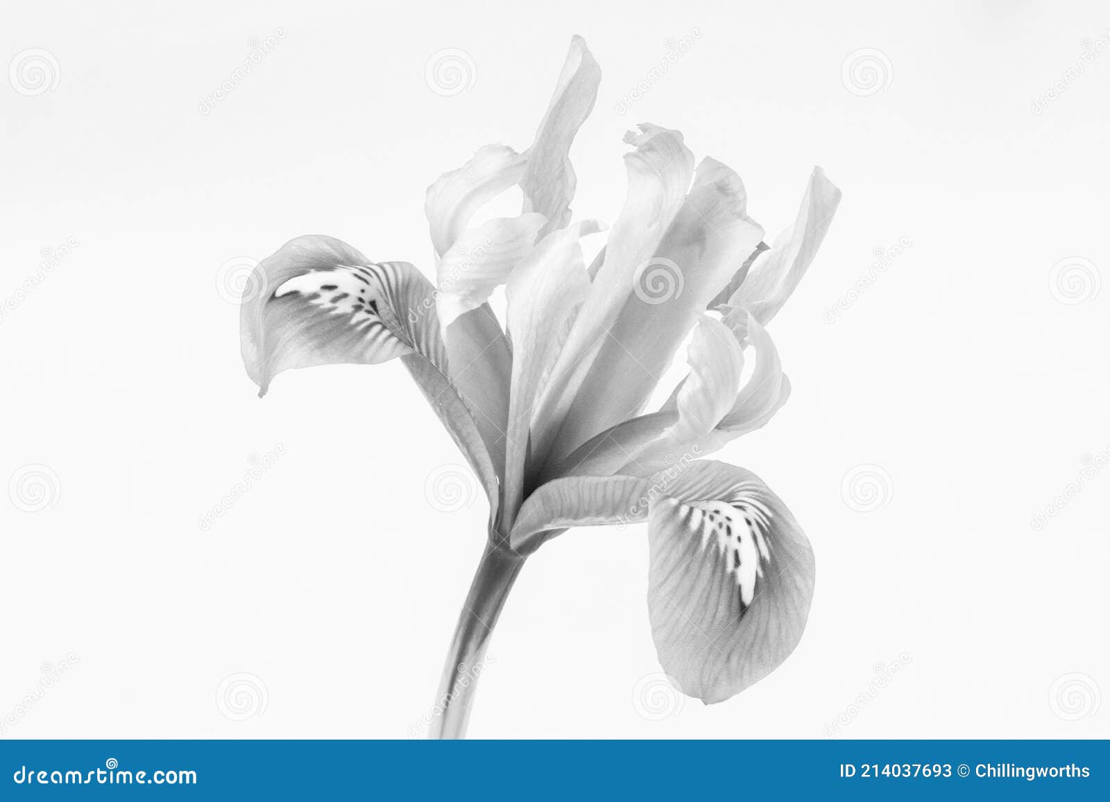 Iris Reticulata Against a White Background Stock Image - Image of ...