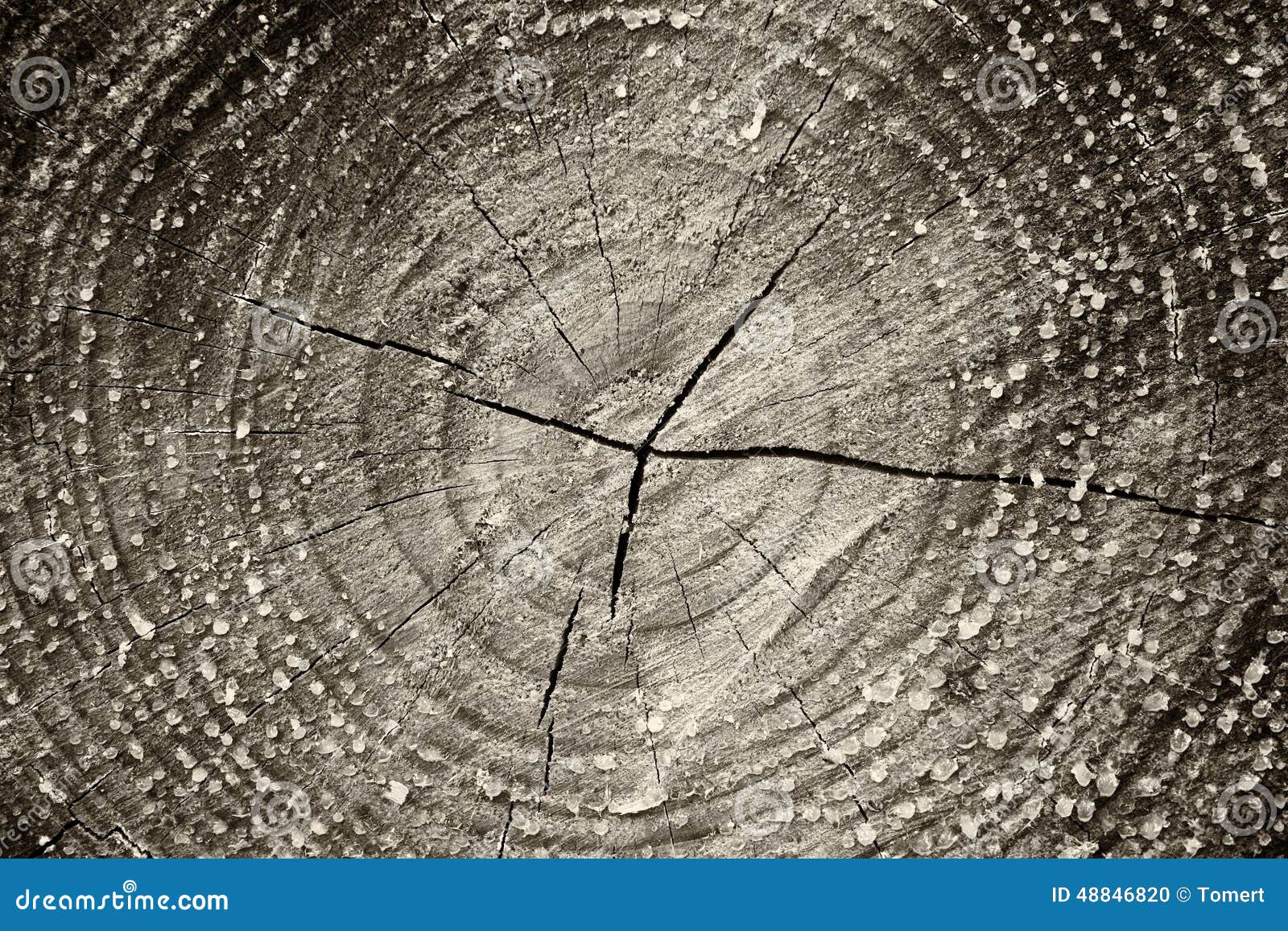 Trunk Texture Background Wallpaper. Tree Stem Texture. Stem Pattern ...