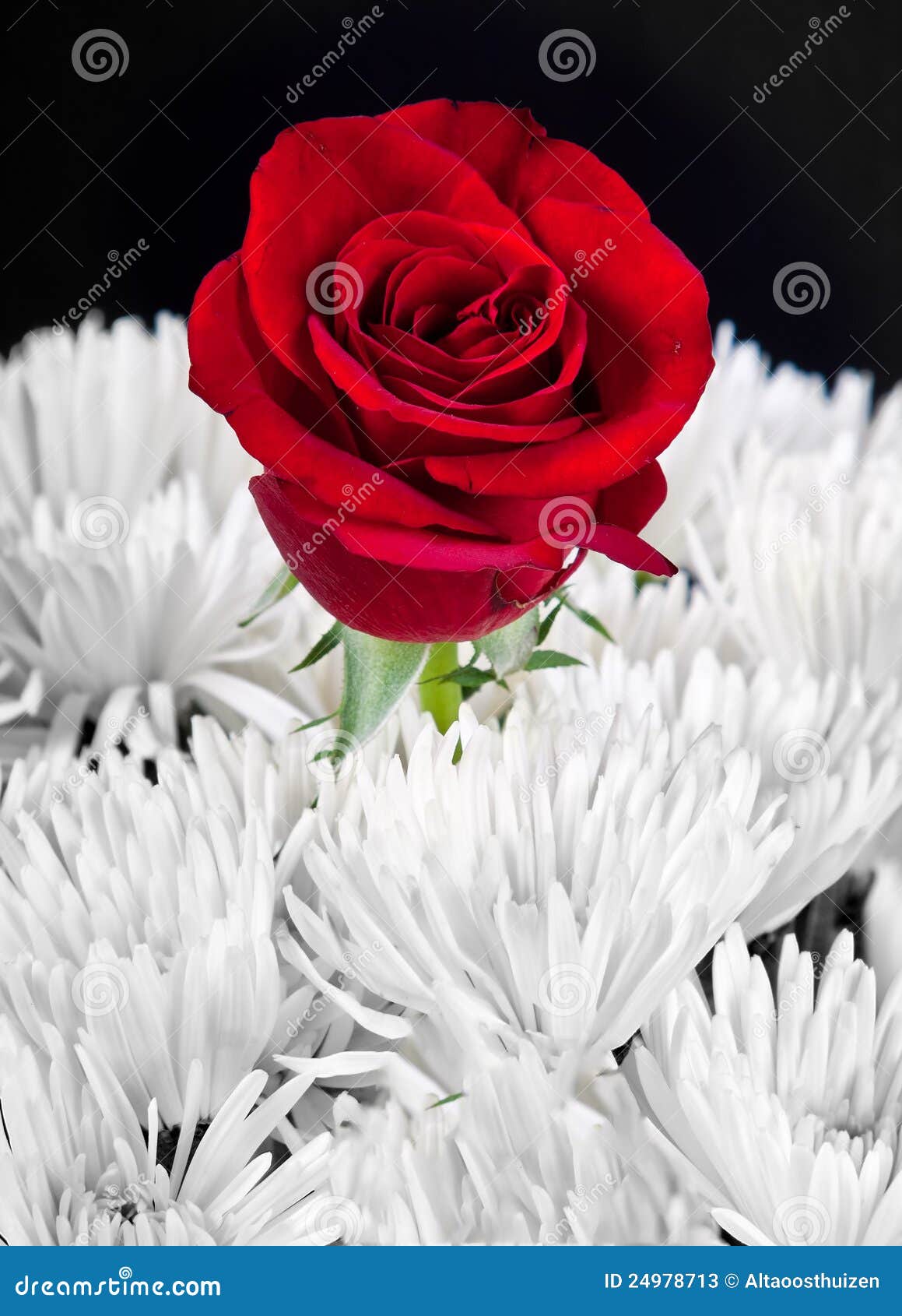 Black and White Image with Red Rose Stock Image - Image of fragility ...