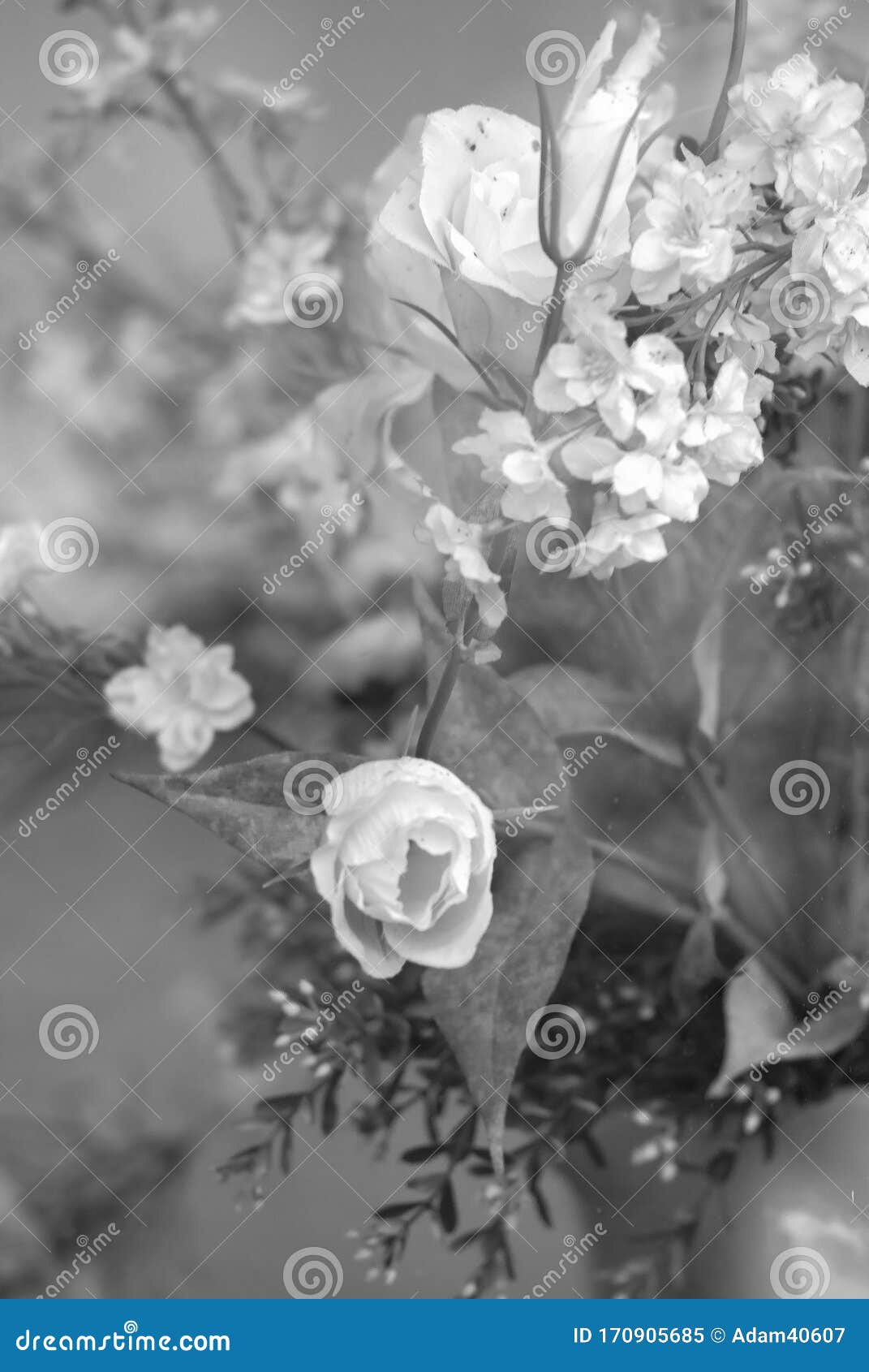 Black And White Image Of Roses In Black. White, Gardenia. Stock Image ...