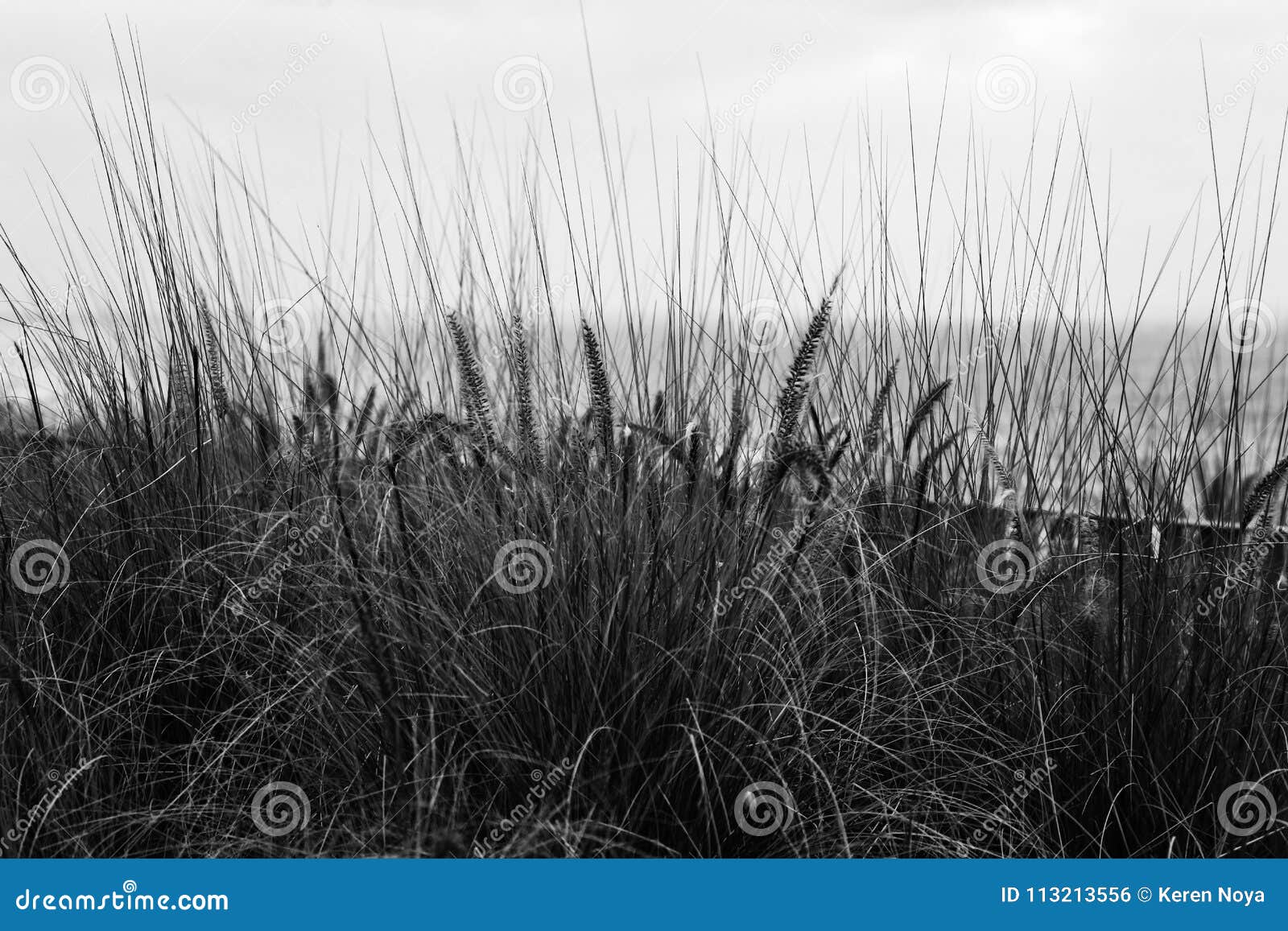 A Black and White Image of Rye on the Background of the Sky Stock Photo ...