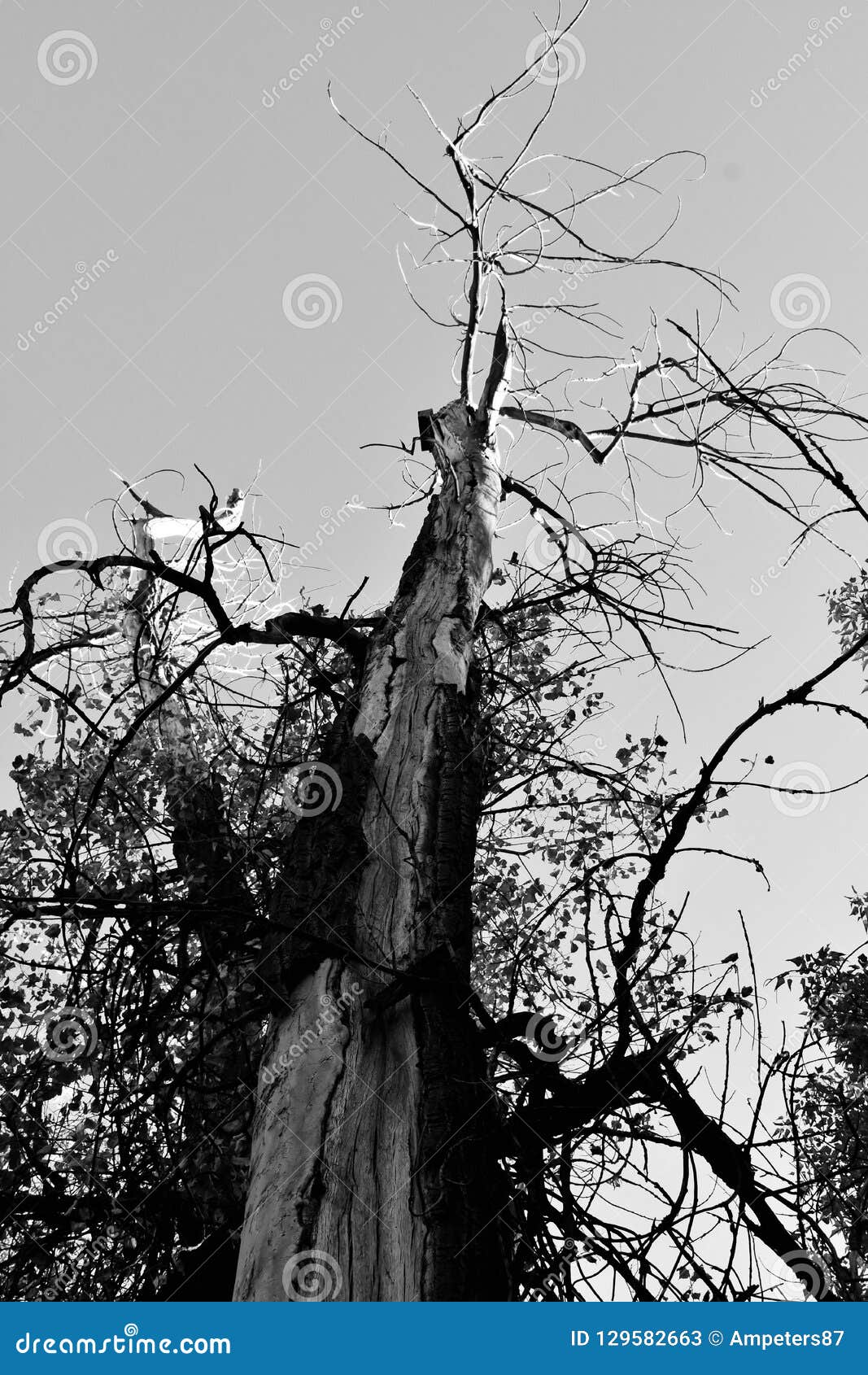 Black and White Image of a Spooky Tree Stock Image - Image of october ...