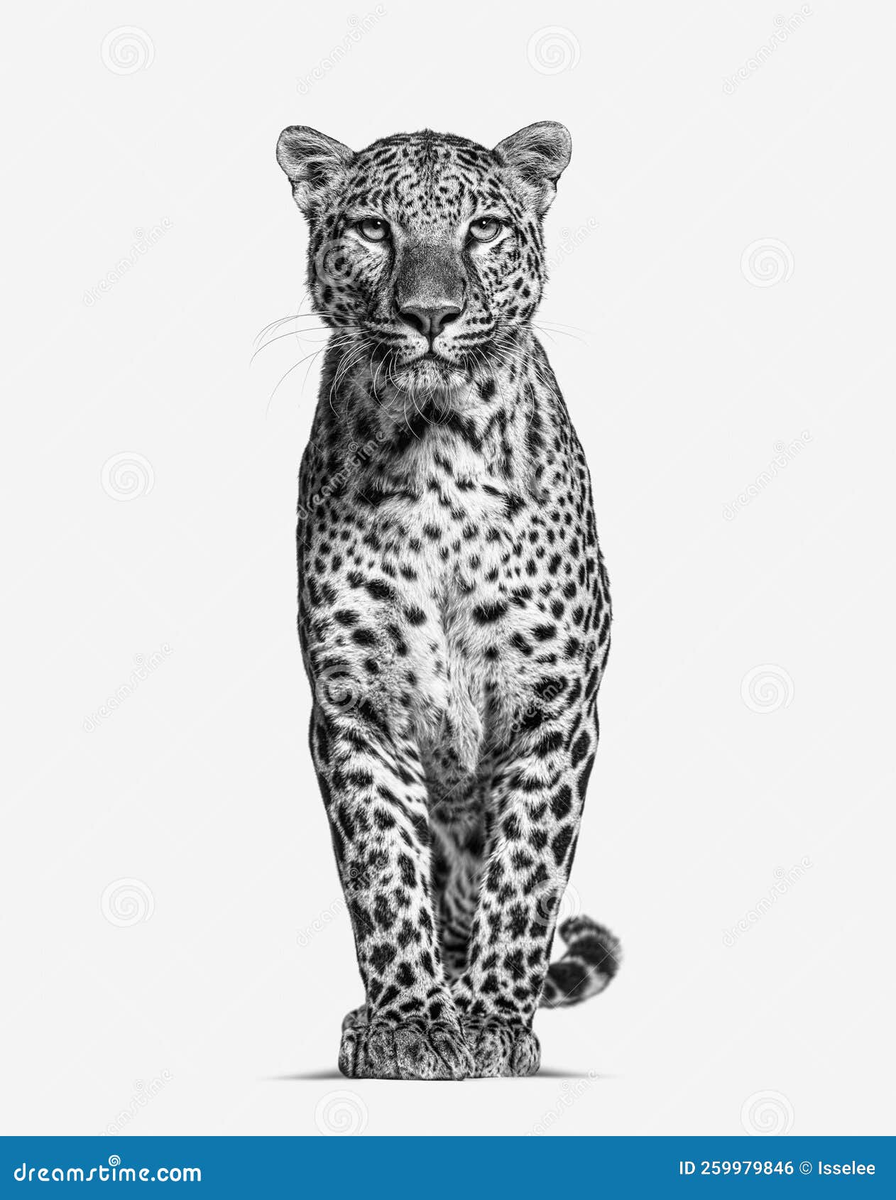 Black and White Image of a Spotted Leopard Standing in Front and Facing ...
