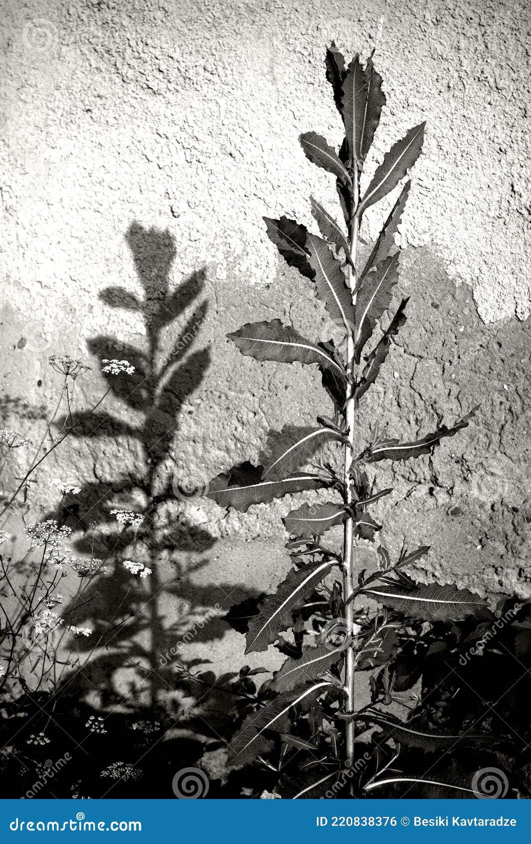 Black and White Image of a Thorny Weed Stock Photo - Image of growing ...