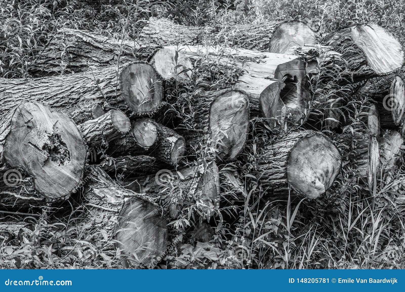 Black and White Image of Trunks of Trees Cut and Stacked on the Grass ...