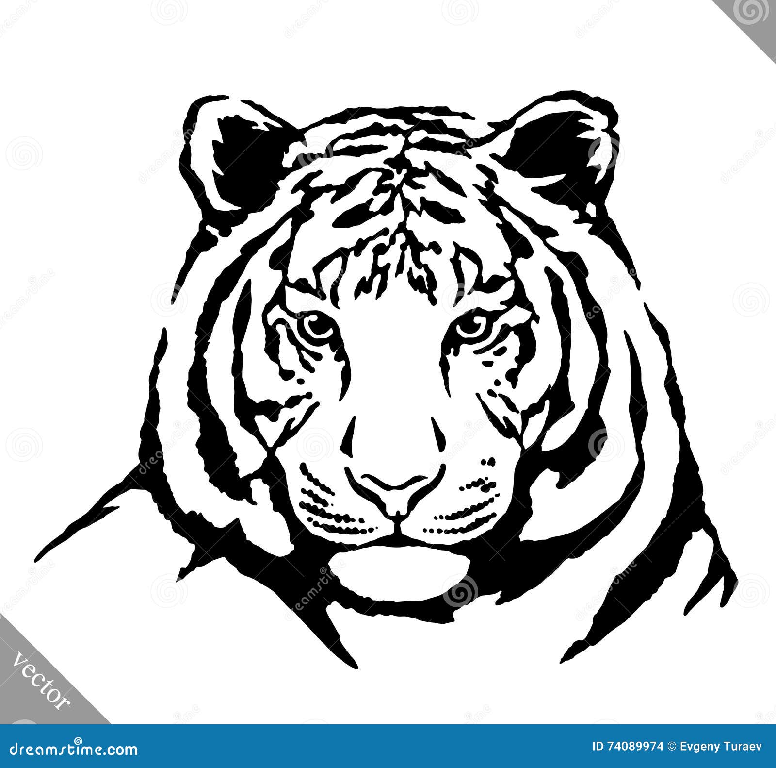 Black And White Ink Draw Tiger Vector Illustration | CartoonDealer.com ... Black And White Ink Draw Tiger Vector Illustration | CartoonDealer.com ...