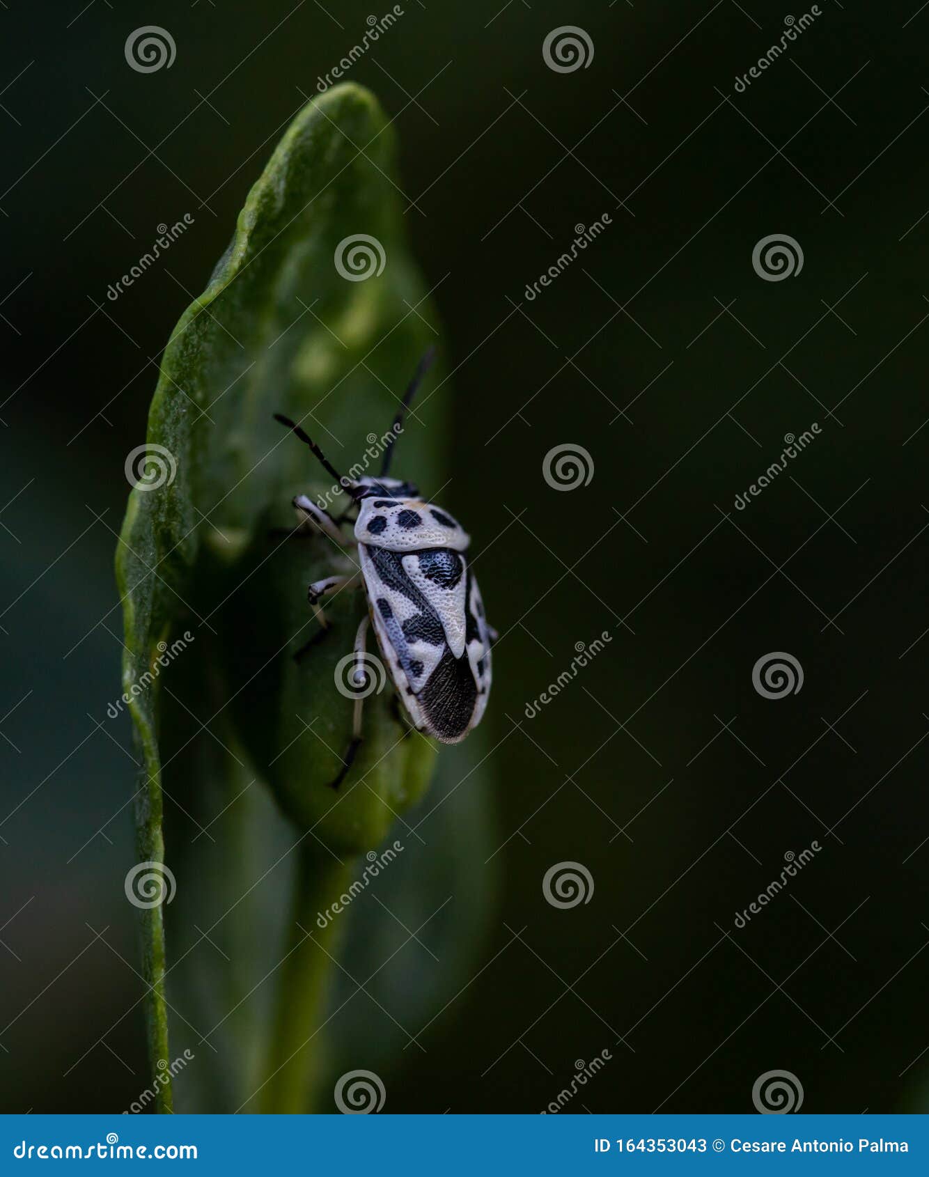 94,093 Black White Insect Photos - Free & Royalty-Free Stock Photos ...