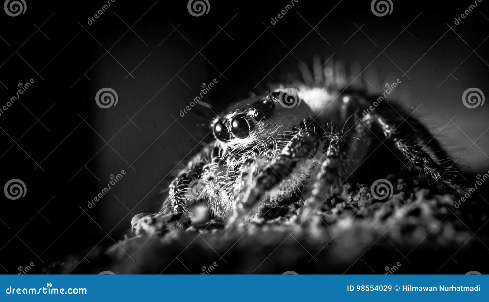 Black and White of Jumping Spider Stock Image - Image of creepy, macro ...