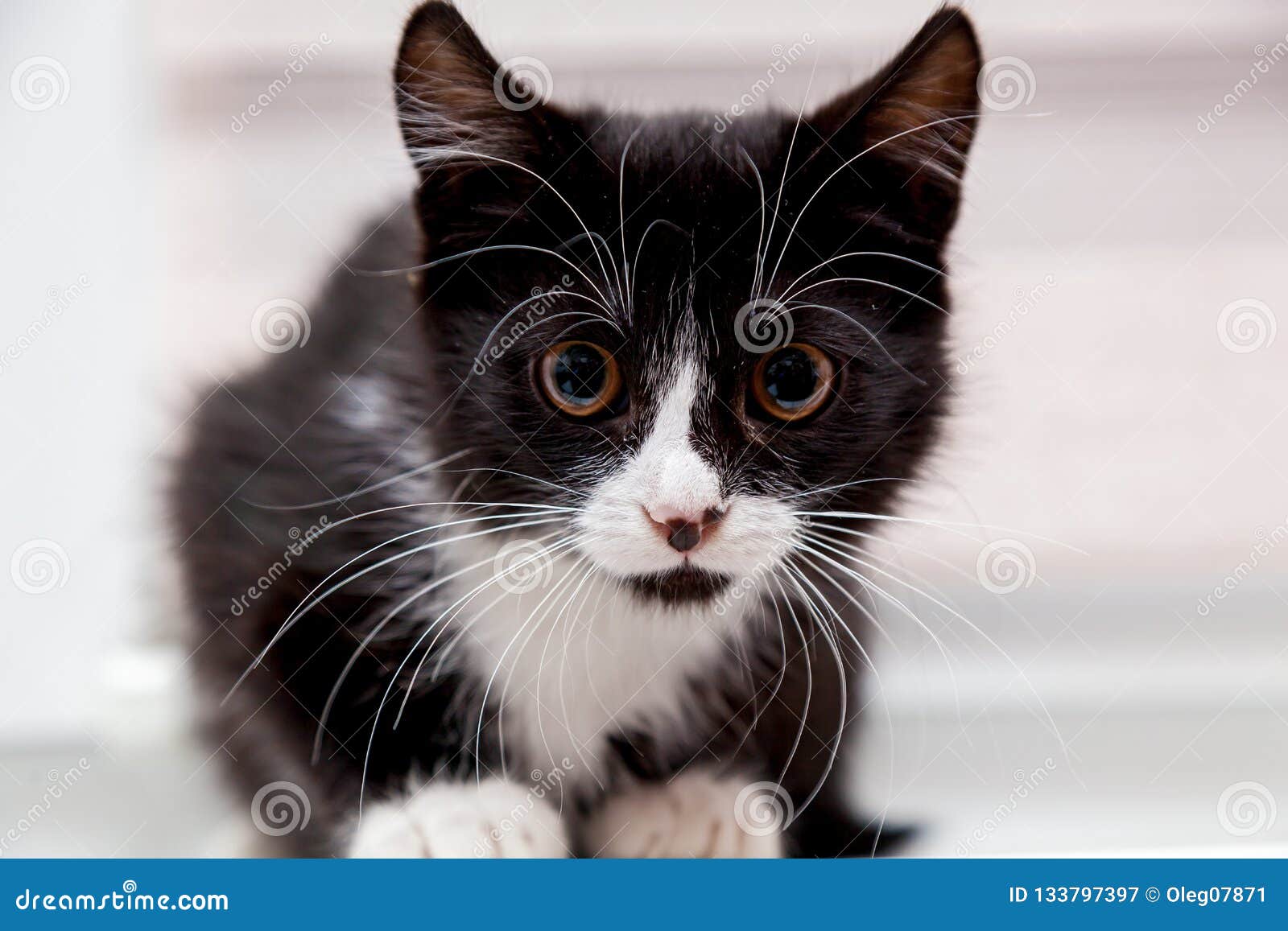 Black and white kitten stock image. Image of baby, hair - 133797397