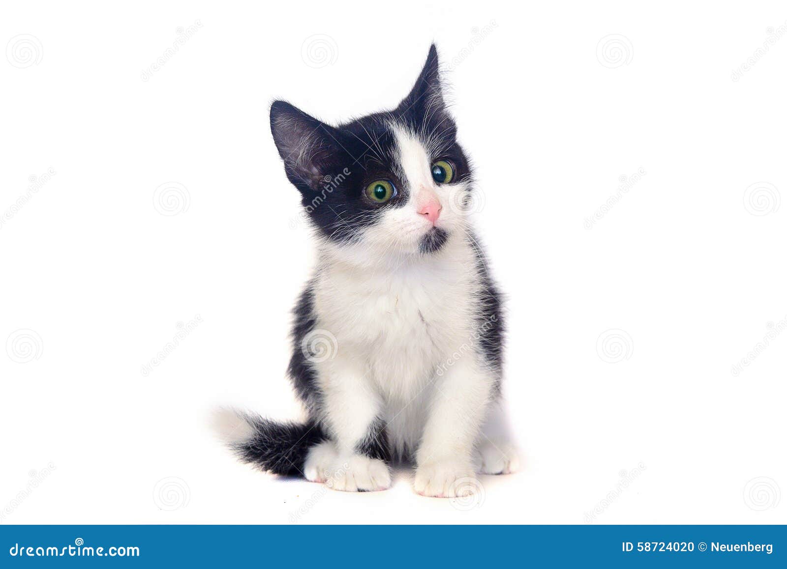 Black and White Kitten, Cat Stock Photo - Image of black, background ...
